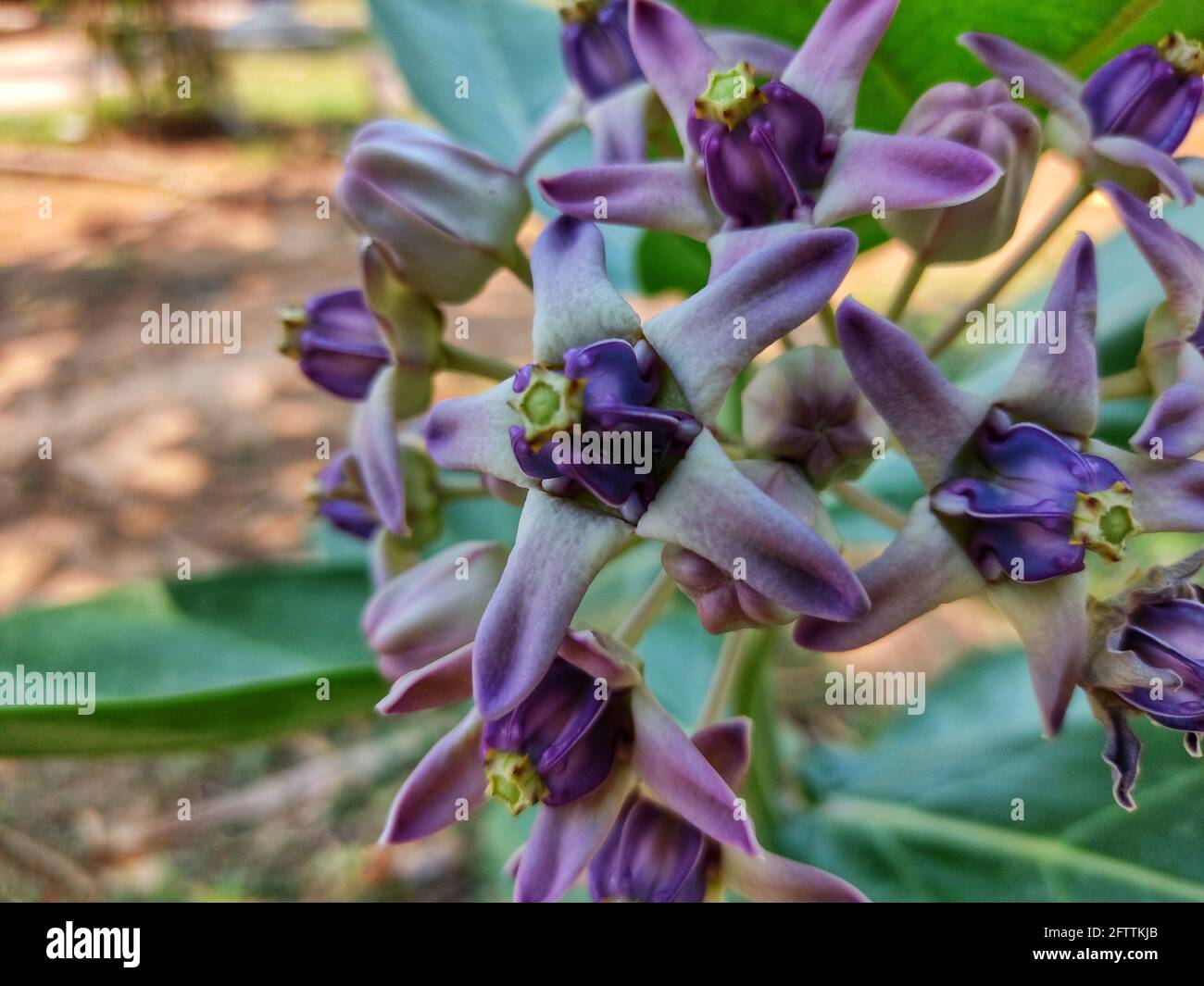 Beautiful calotropis gigantea crown flower arakha flower close up Stock ...