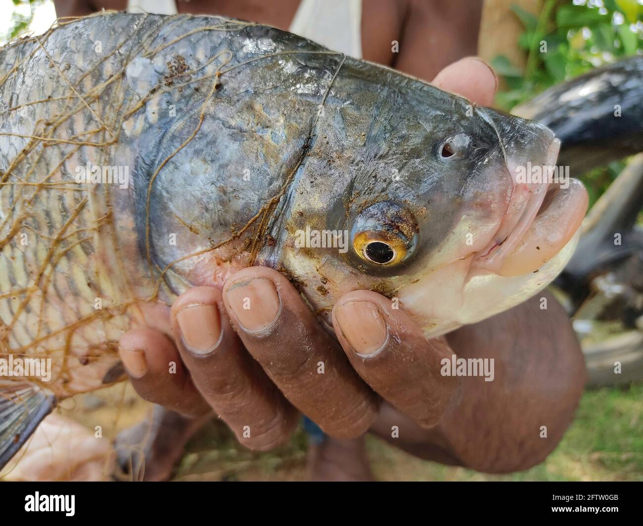 Catla catla hi-res stock photography and images - Alamy