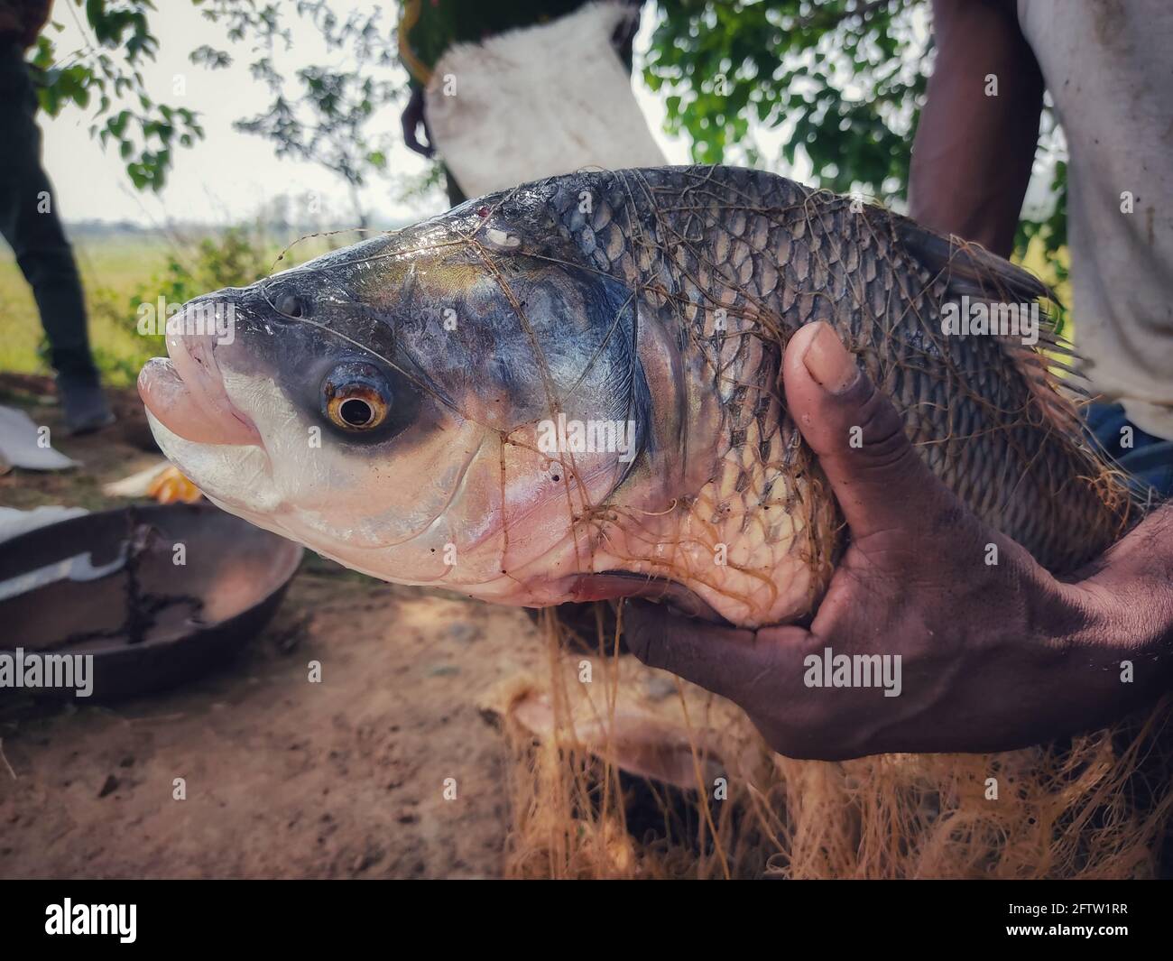 Catla fish hi-res stock photography and images - Alamy