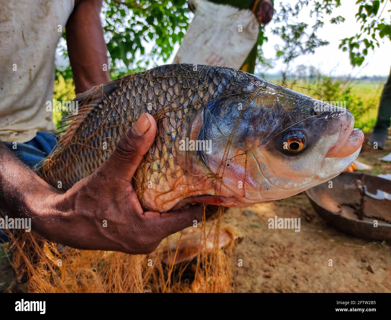 Catla catla hi-res stock photography and images - Alamy
