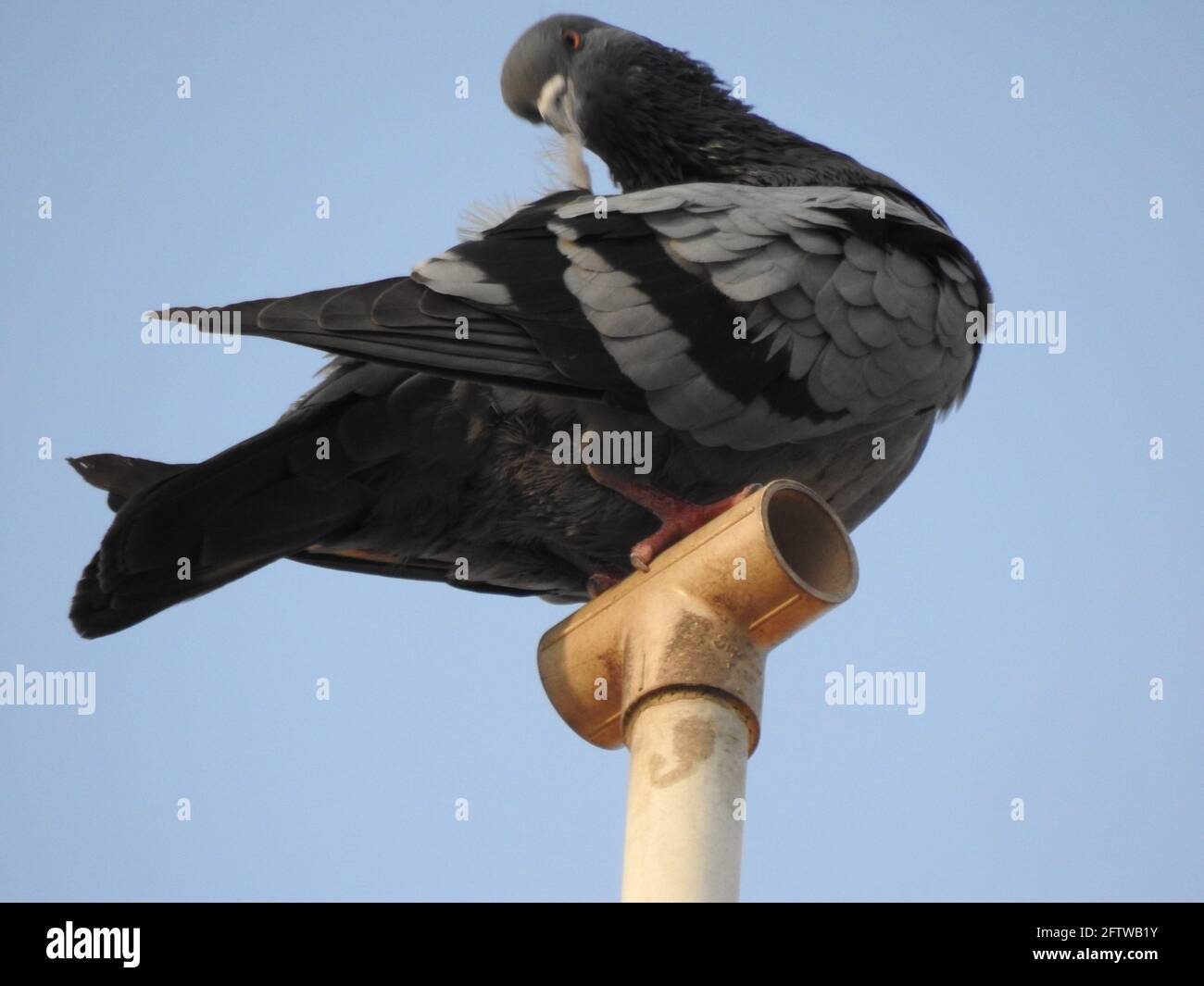 Black pigeon perched on a wooden pole against the clear sky Stock Photo ...
