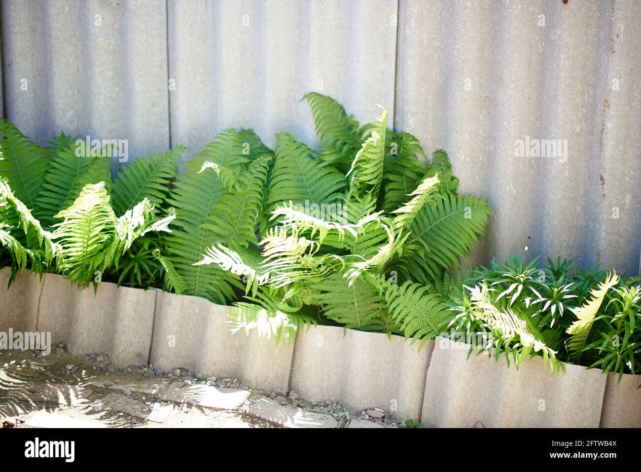 A sunlit fern grows by a slate fence Stock Photo - Alamy
