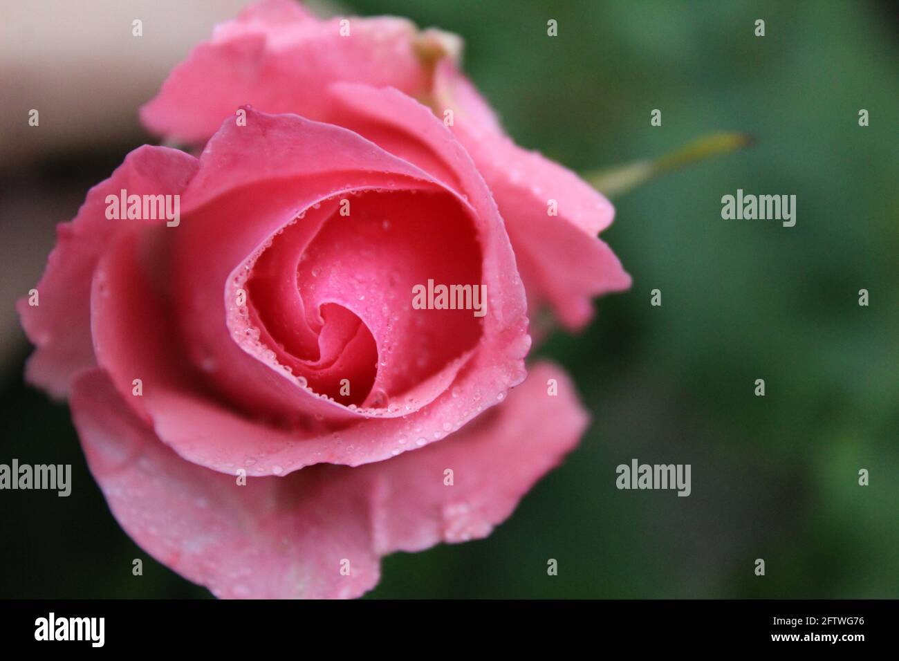 Pink rose view from above. Rose after rain with drops of water rain on ...