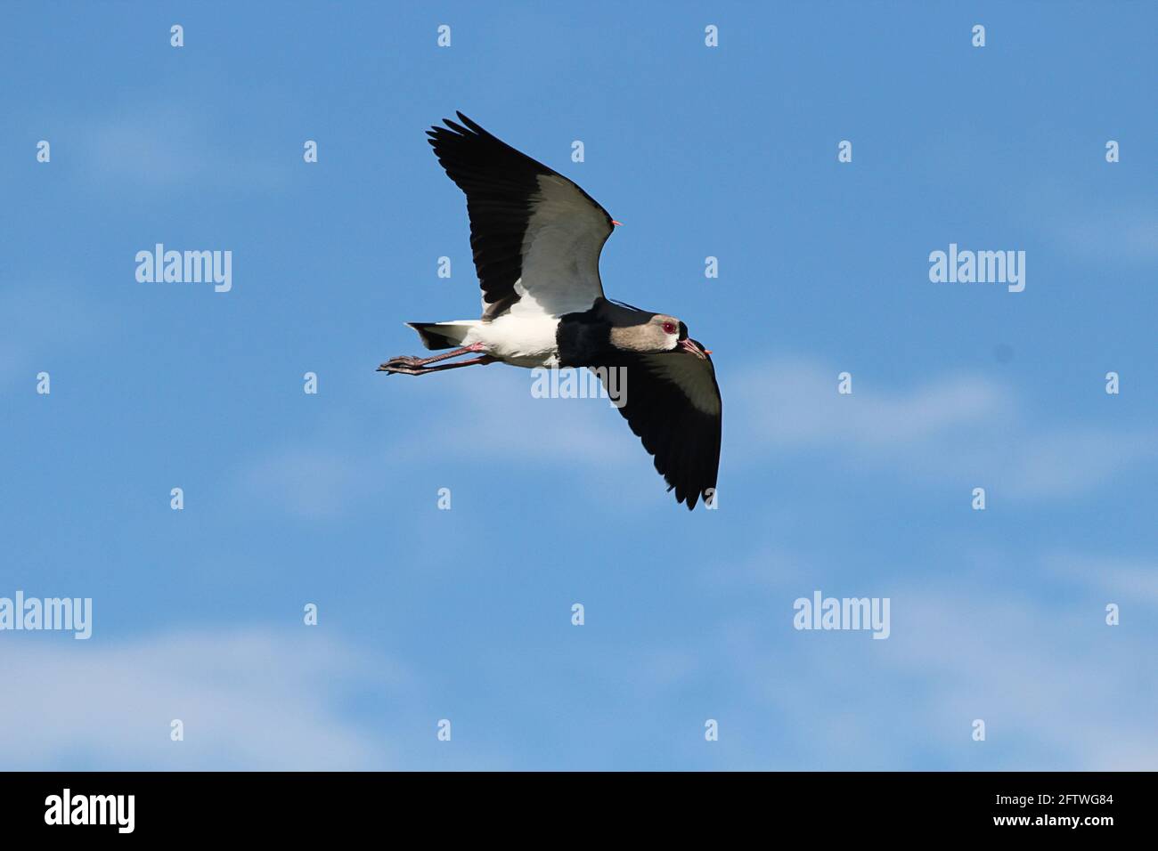 Southern Lapwing bird flying Stock Photo - Alamy