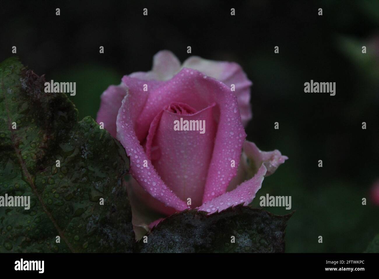 Pink rose view from above. Rose after rain with drops of water rain on ...