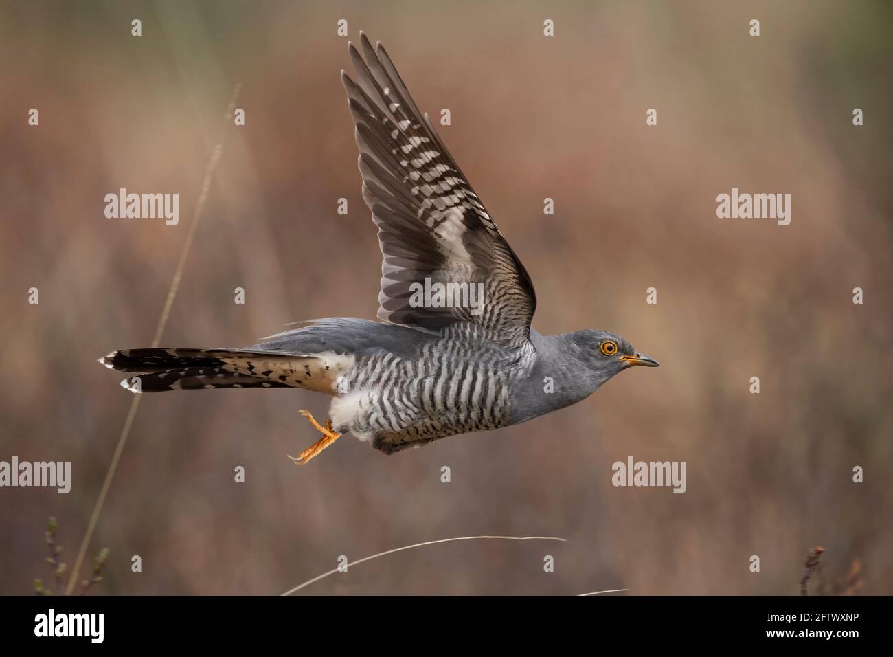 Cuckoo flying hi-res stock photography and images - Alamy