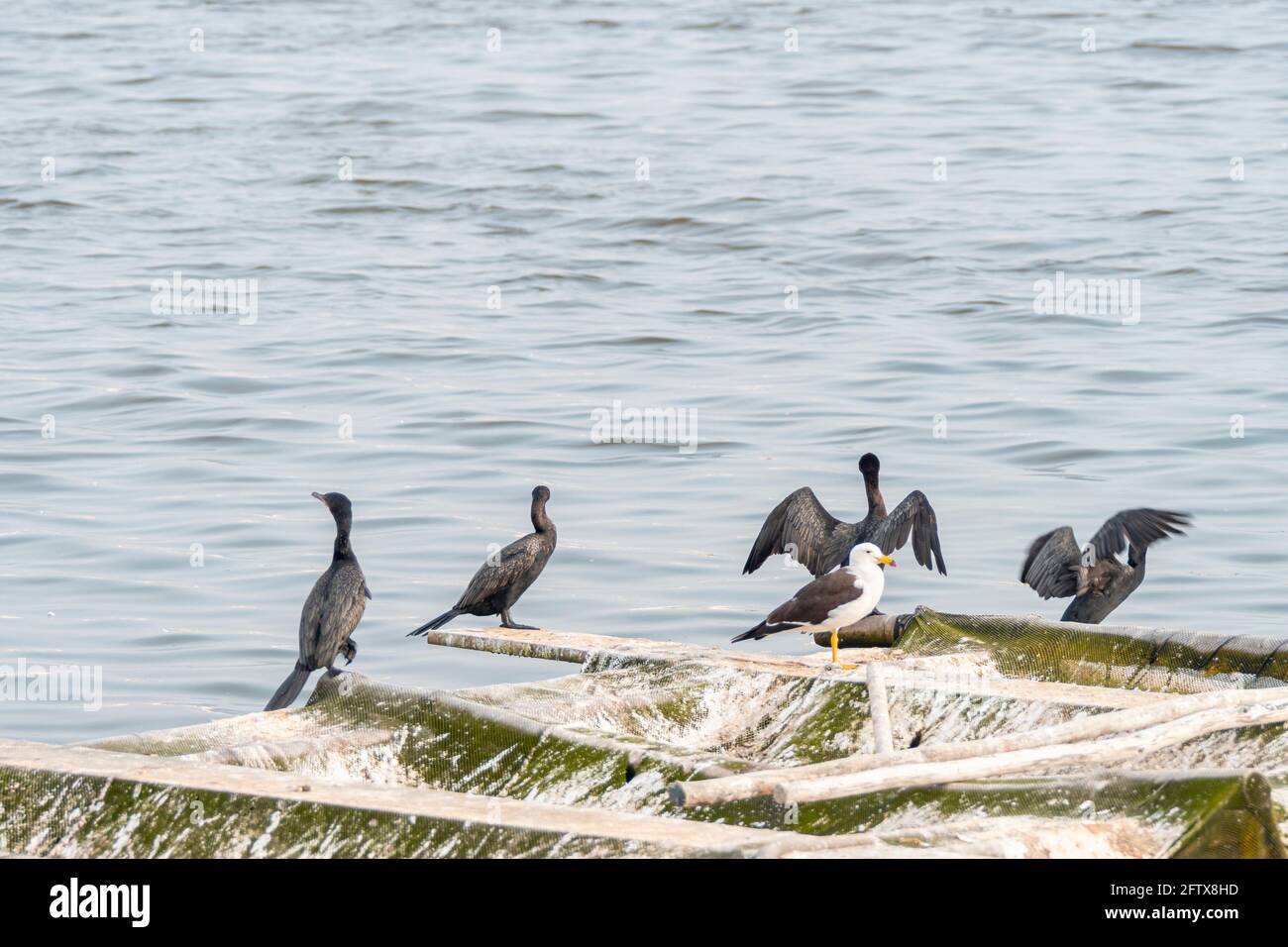 seabirds in floating structure on the shore of the pool Stock Photo - Alamy