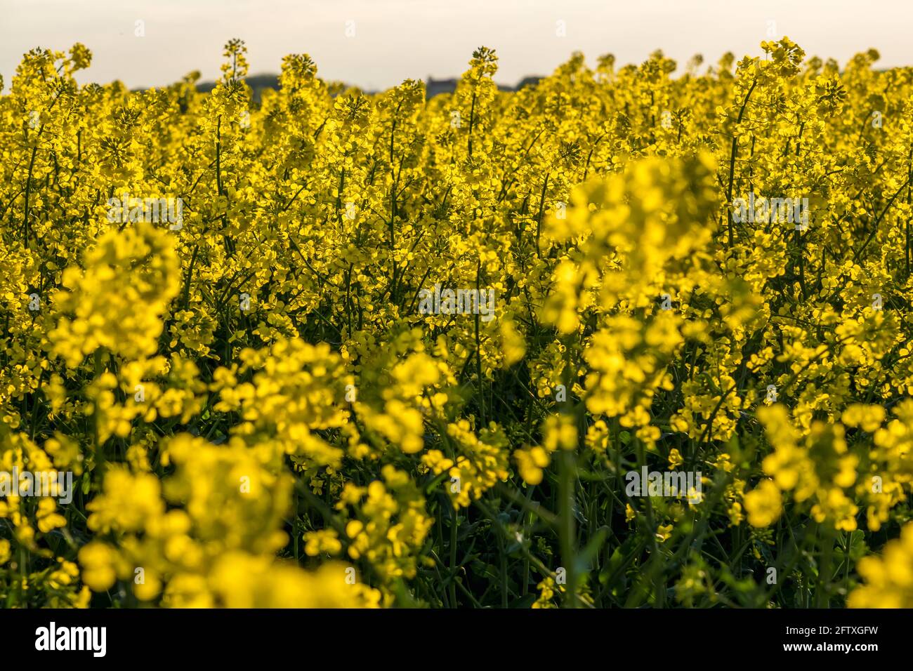 Field of beautiful springtime golden flower of rapeseed is plant for ...