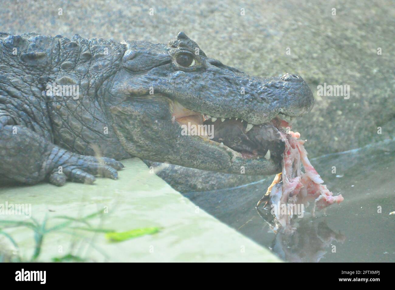 Lunch time for an alligator at the Zoo Stock Photo - Alamy