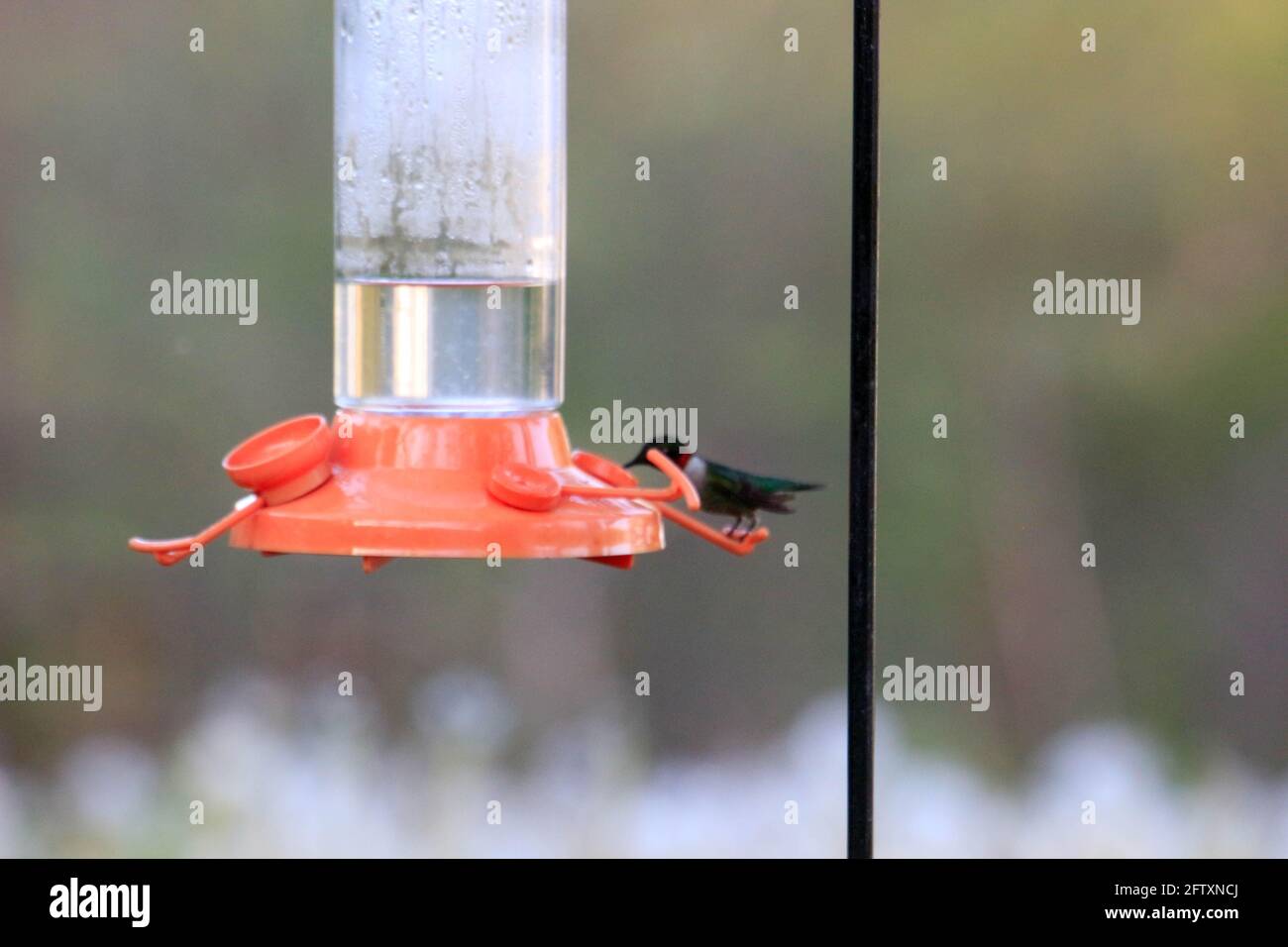 Ruby-throated Hummingbird feeding from feeder Stock Photo - Alamy