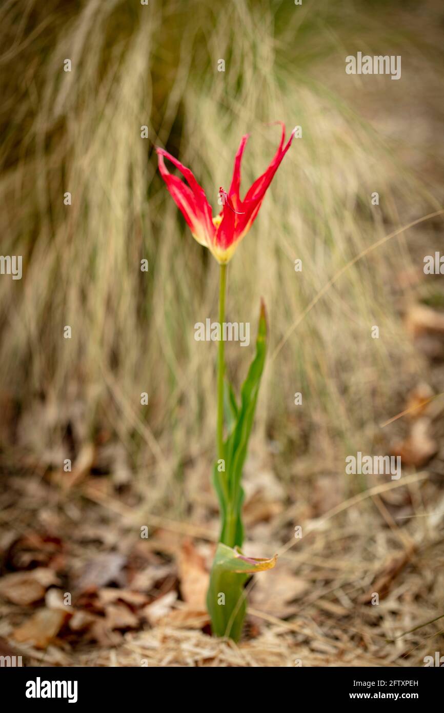 Tulip Fire High Resolution Stock Photography and Images - Alamy