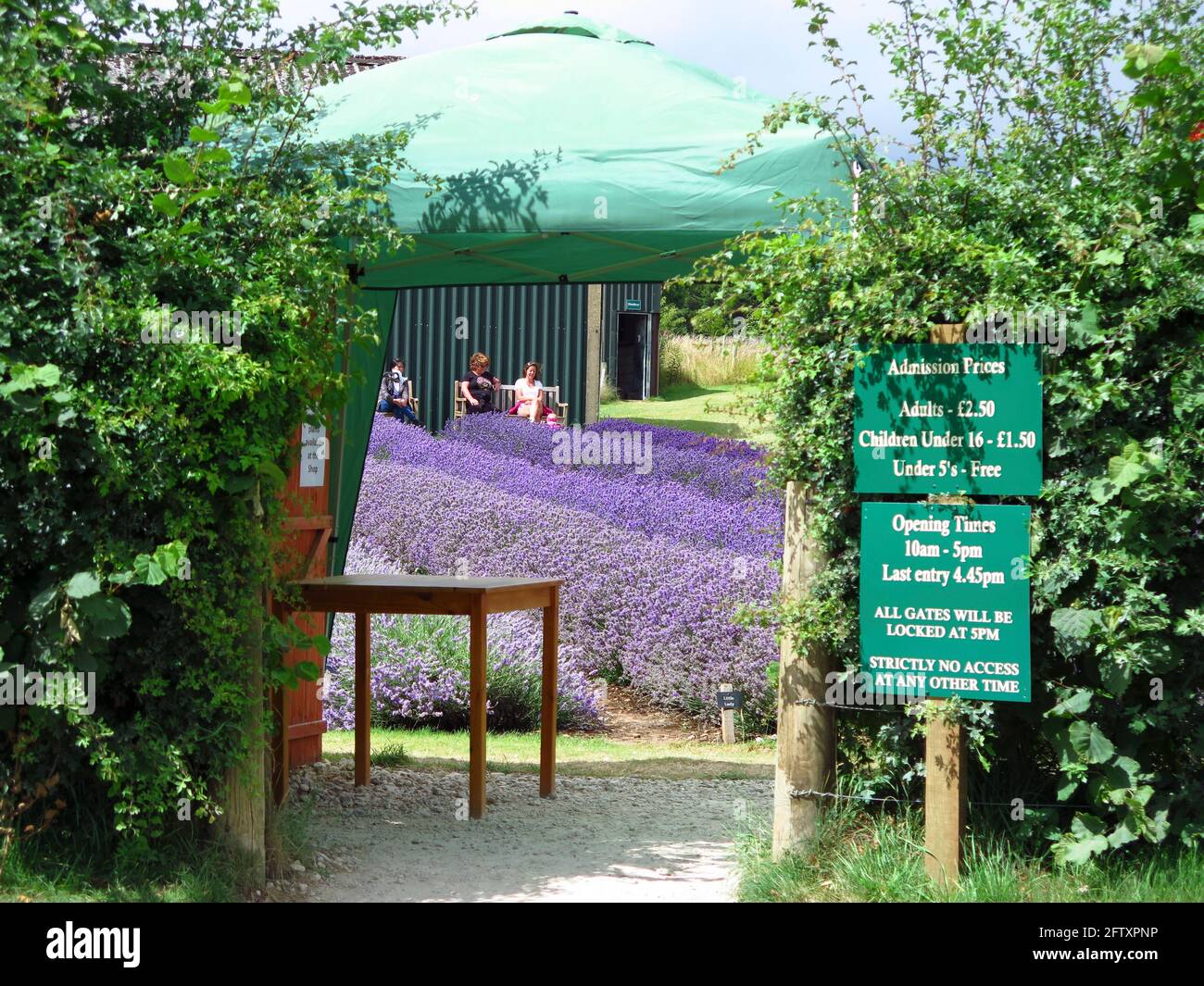 Cotswold Lavender farm Snowshill Stock Photo - Alamy