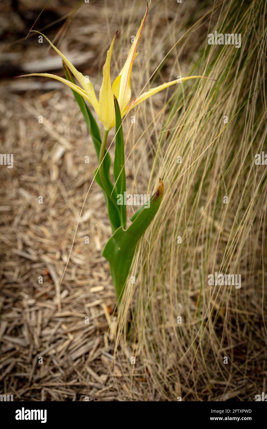 Tulipa acuminata tulip hi-res stock photography and images - Alamy