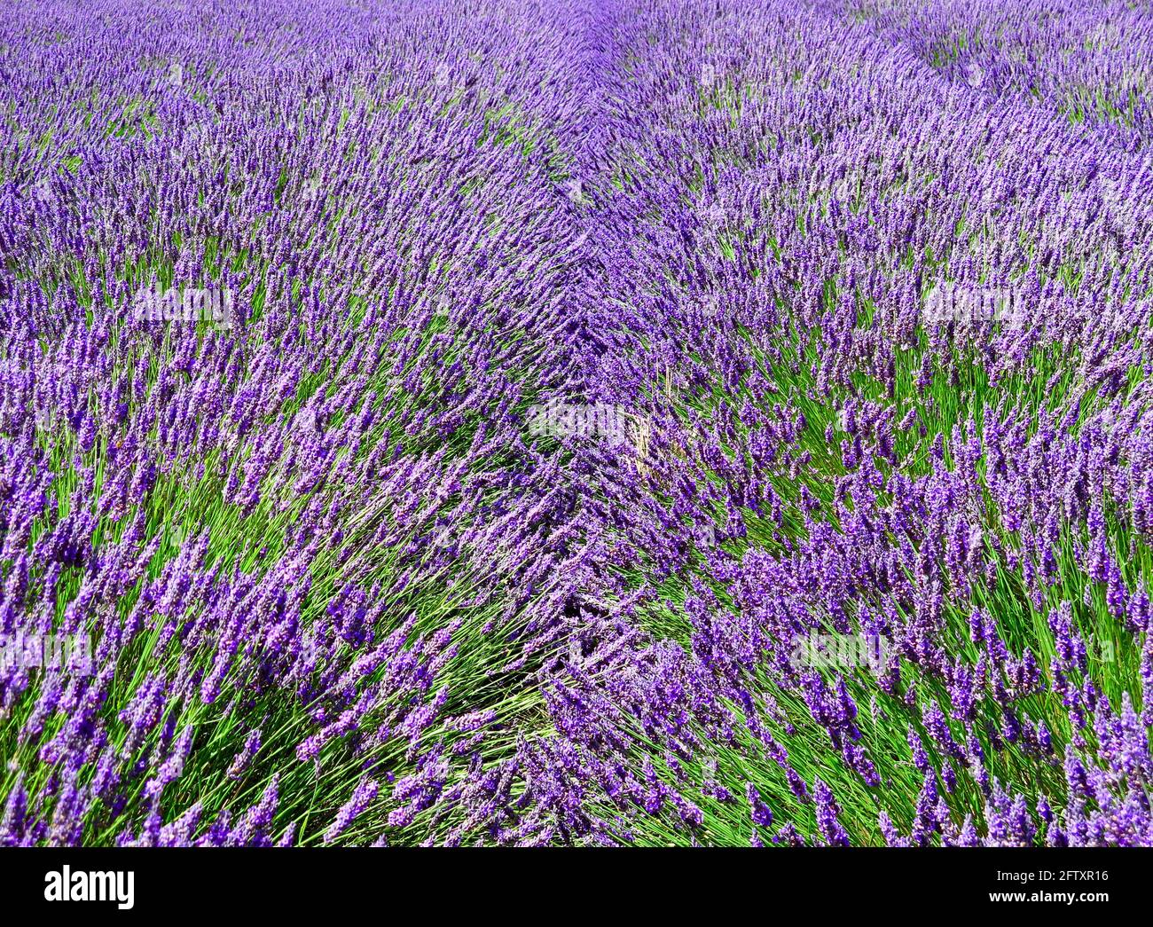 Cotswold lavender fields hi-res stock photography and images - Alamy