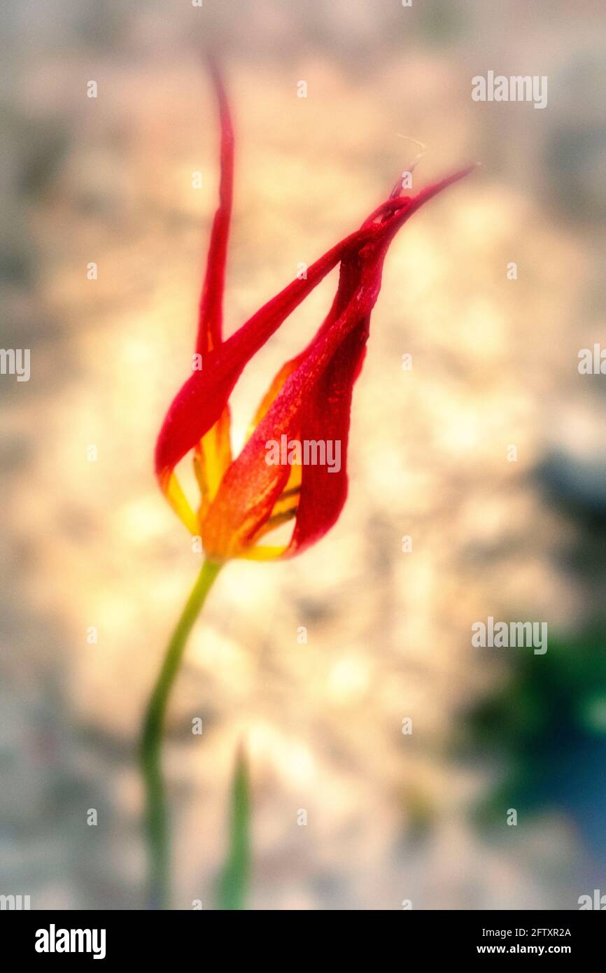 Tulipa acuminata tulip hi-res stock photography and images - Alamy