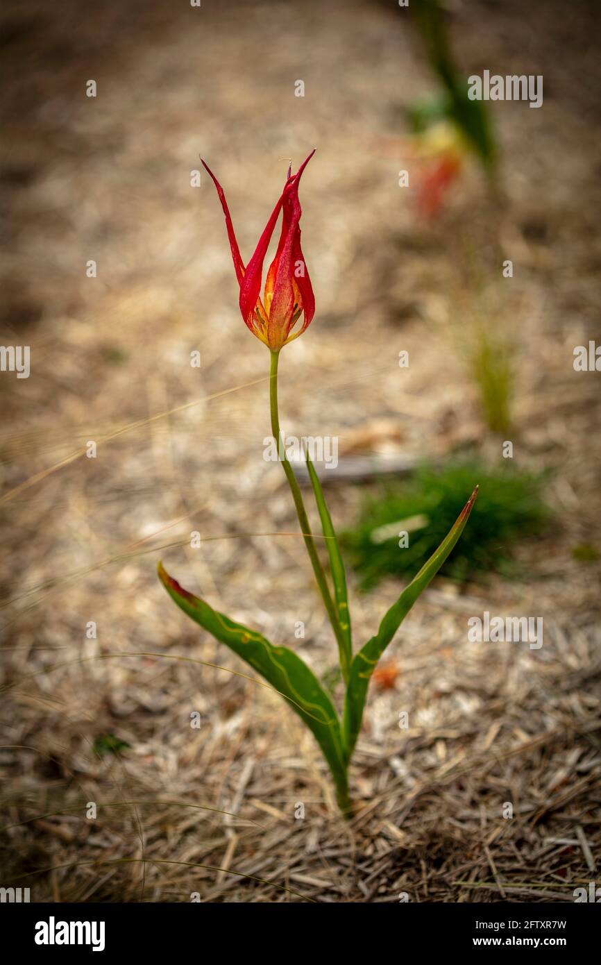 Tulipa acuminata hi-res stock photography and images - Alamy