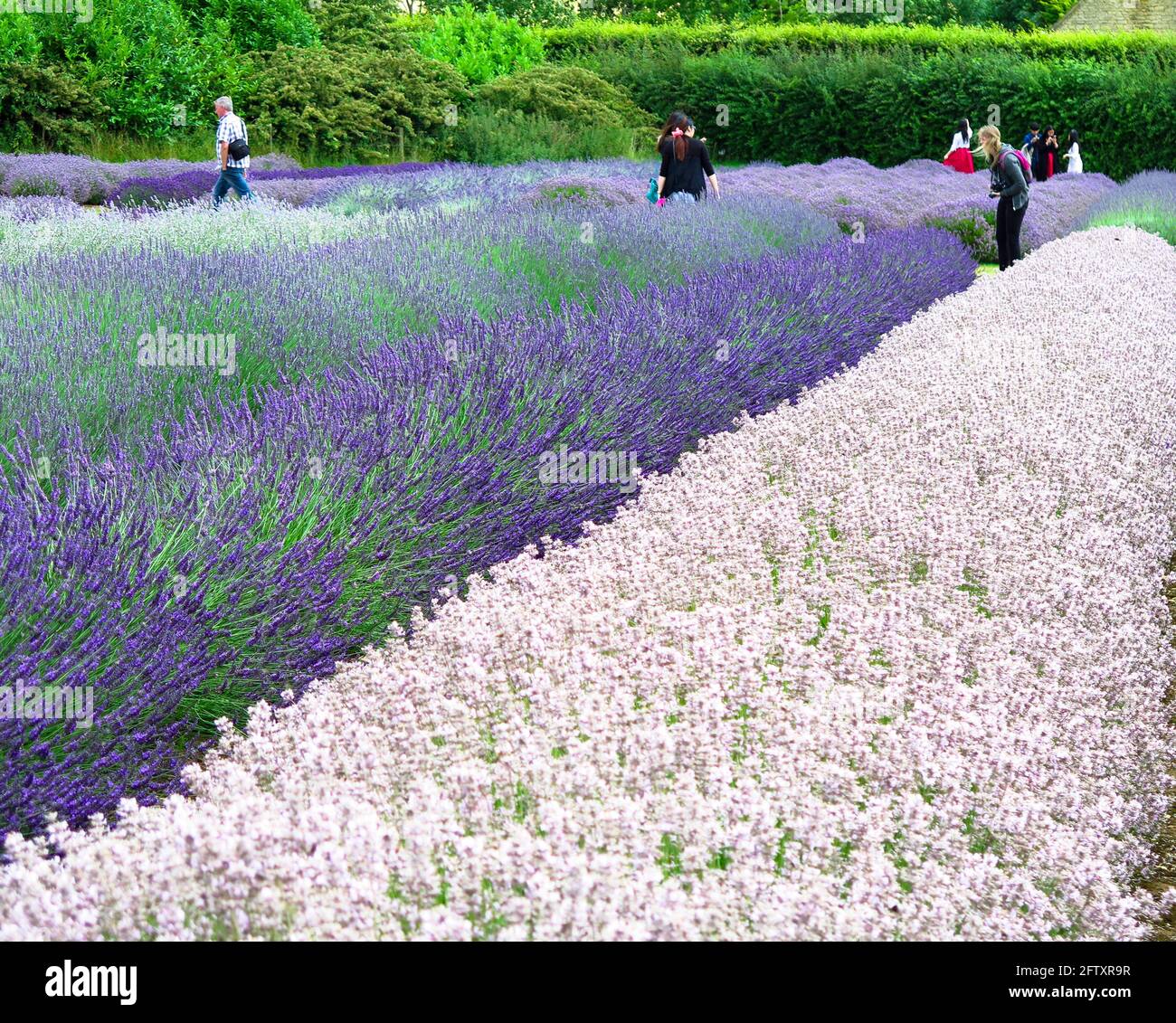 Cotswold Lavender farm Snowshill Stock Photo - Alamy