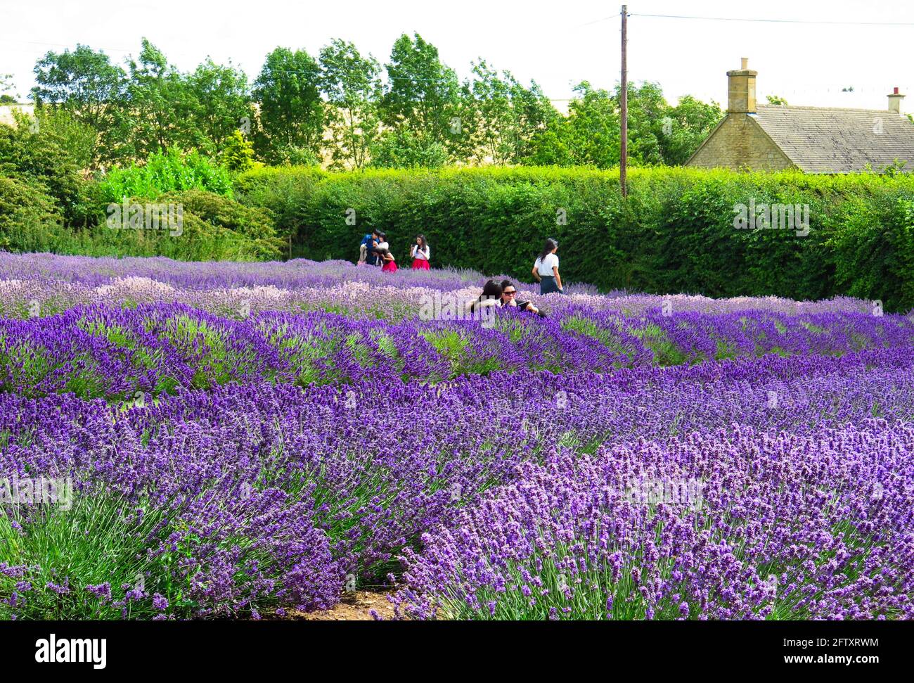 Cotswold Lavender farm Snowshill Stock Photo - Alamy