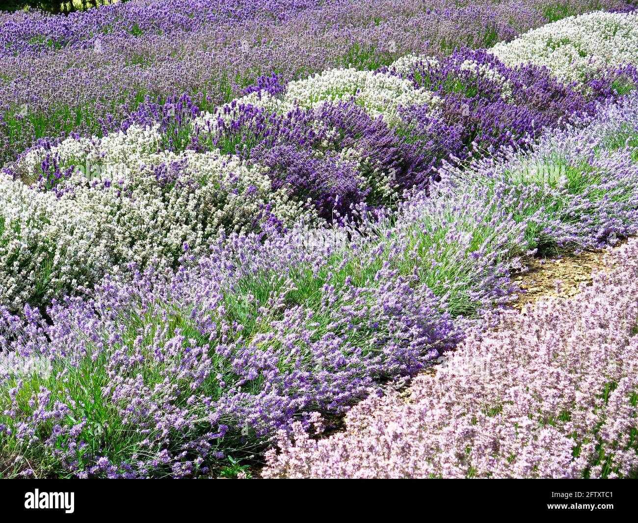 Cotswold lavender farm hi-res stock photography and images - Alamy