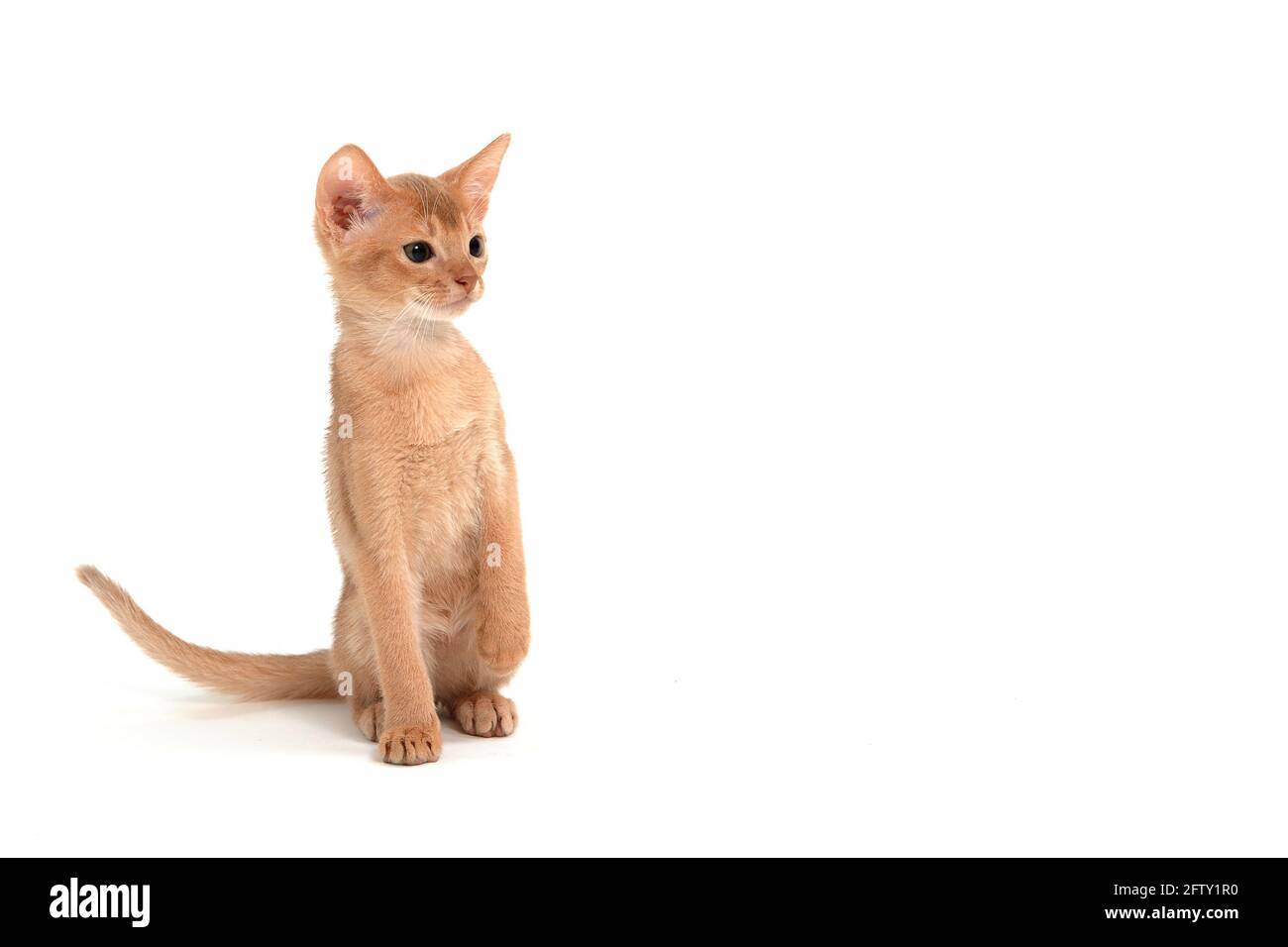 Abyssinian ginger cat sits on a white background Stock Photo - Alamy