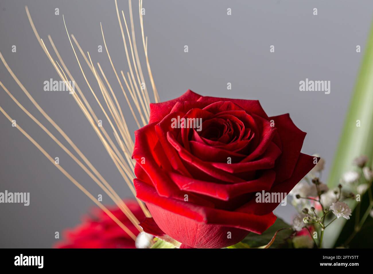 Grey background of red roses hi-res stock photography and images - Alamy