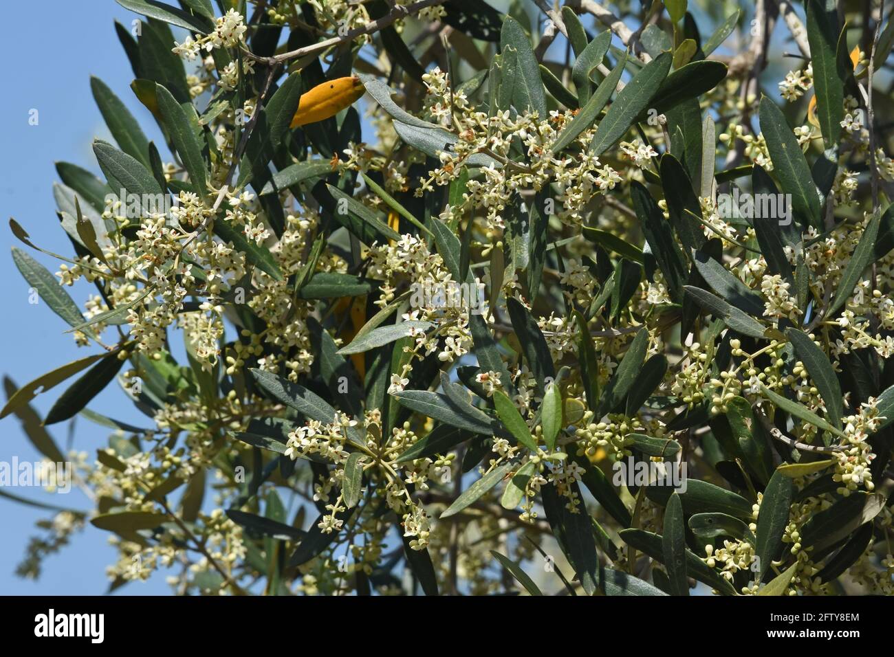Olive blossom hi-res stock photography and images - Alamy