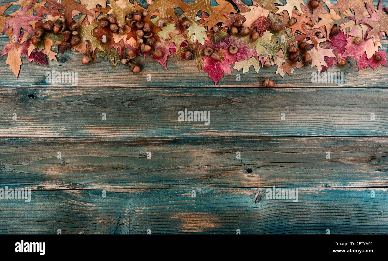 Top border of fading autumn leaves and acorns on rustic blue wooden ...