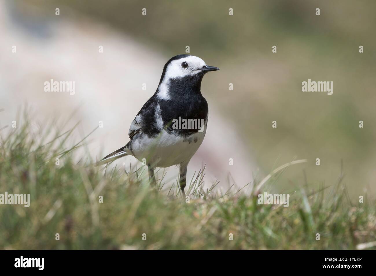 Large pied wagtail hi-res stock photography and images - Alamy