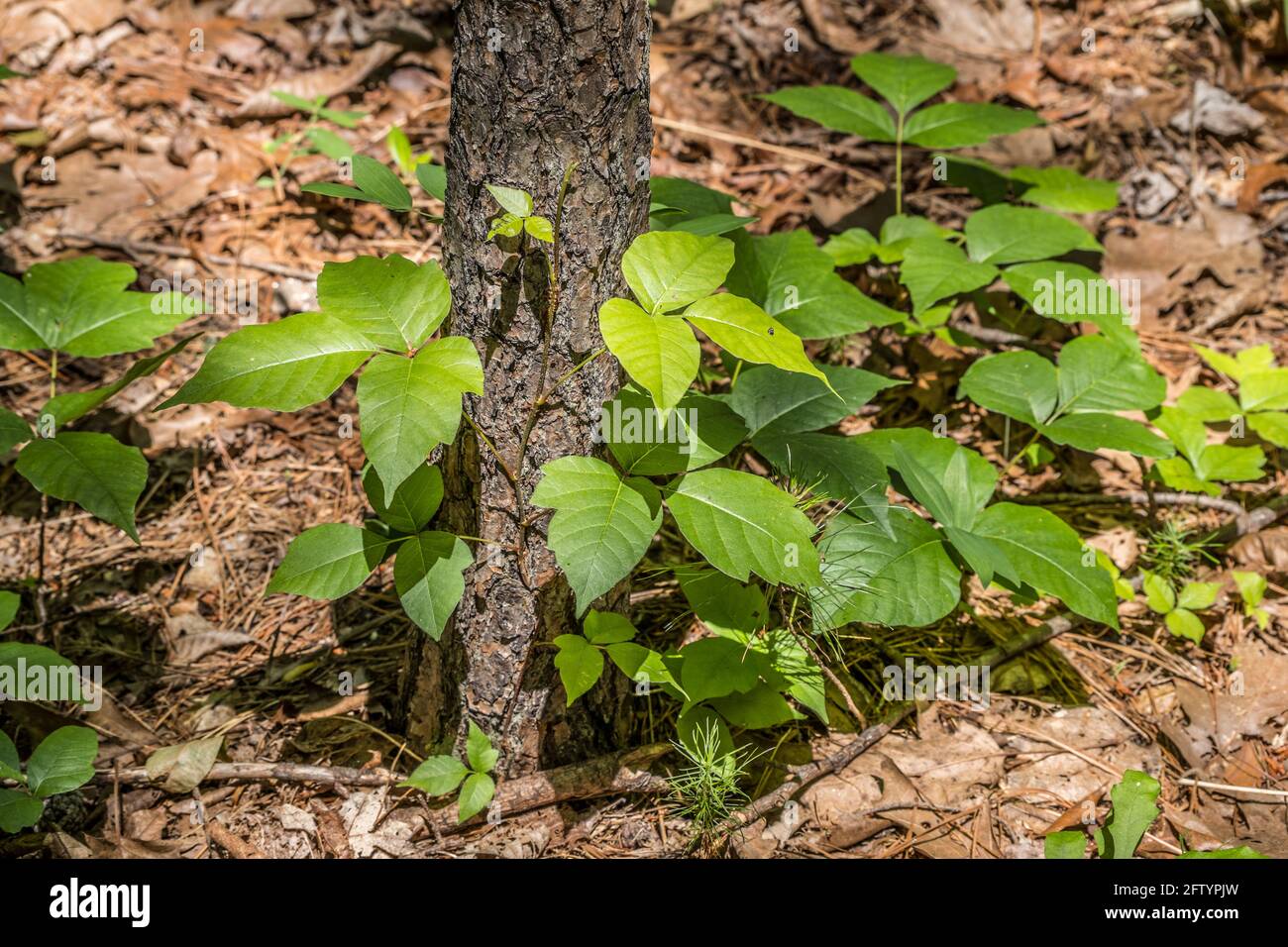 Poison ivy vine hi-res stock photography and images - Alamy