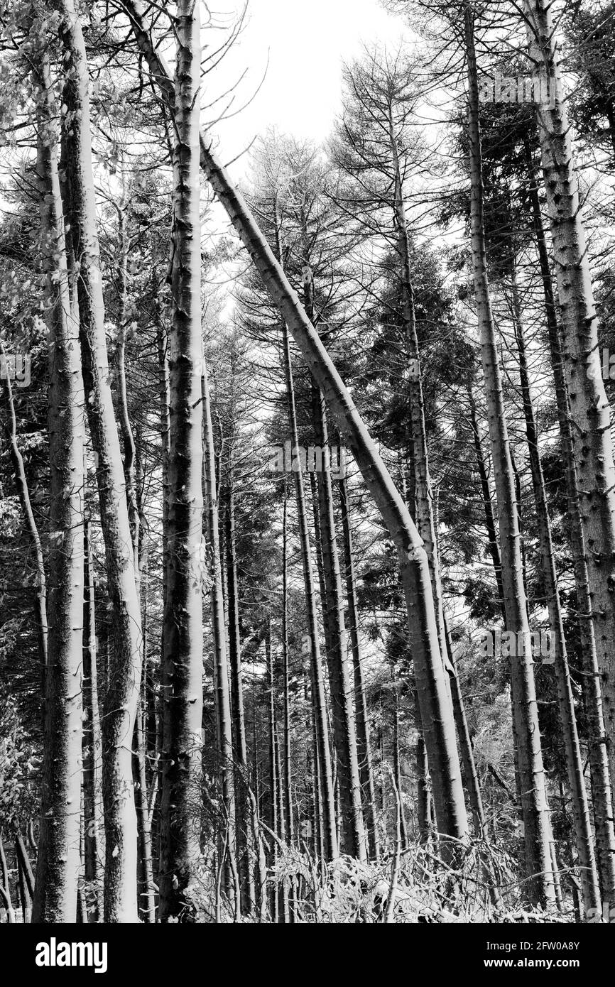 Broken tree in forest Black and White Stock Photos & Images - Alamy