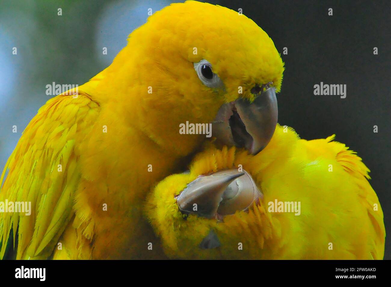 Ararajuba hi-res stock photography and images - Alamy