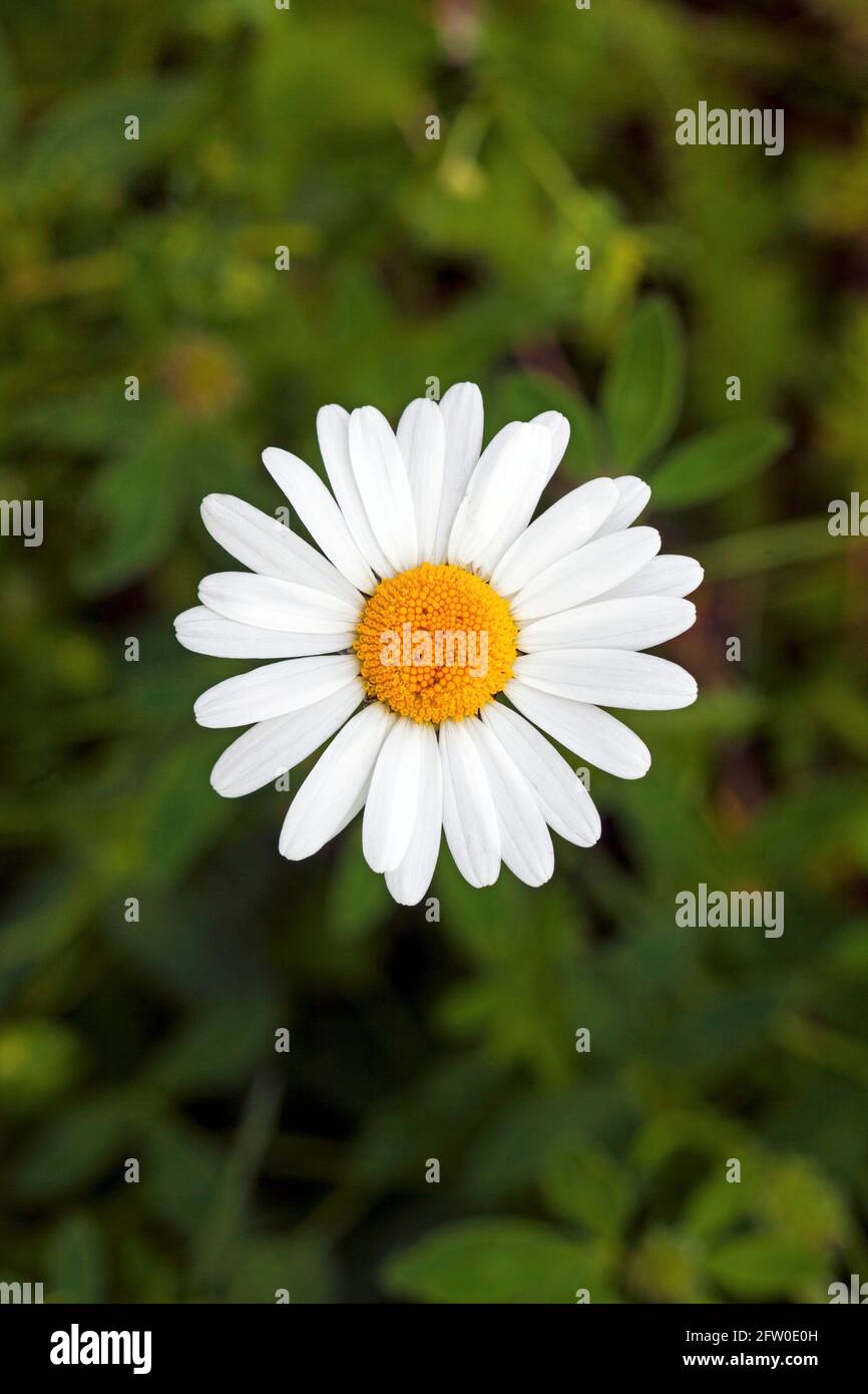 Oxeye Daisy (Leucanthemum vulgare) Photo: Bengt Ekman / TT / code 2706 ...