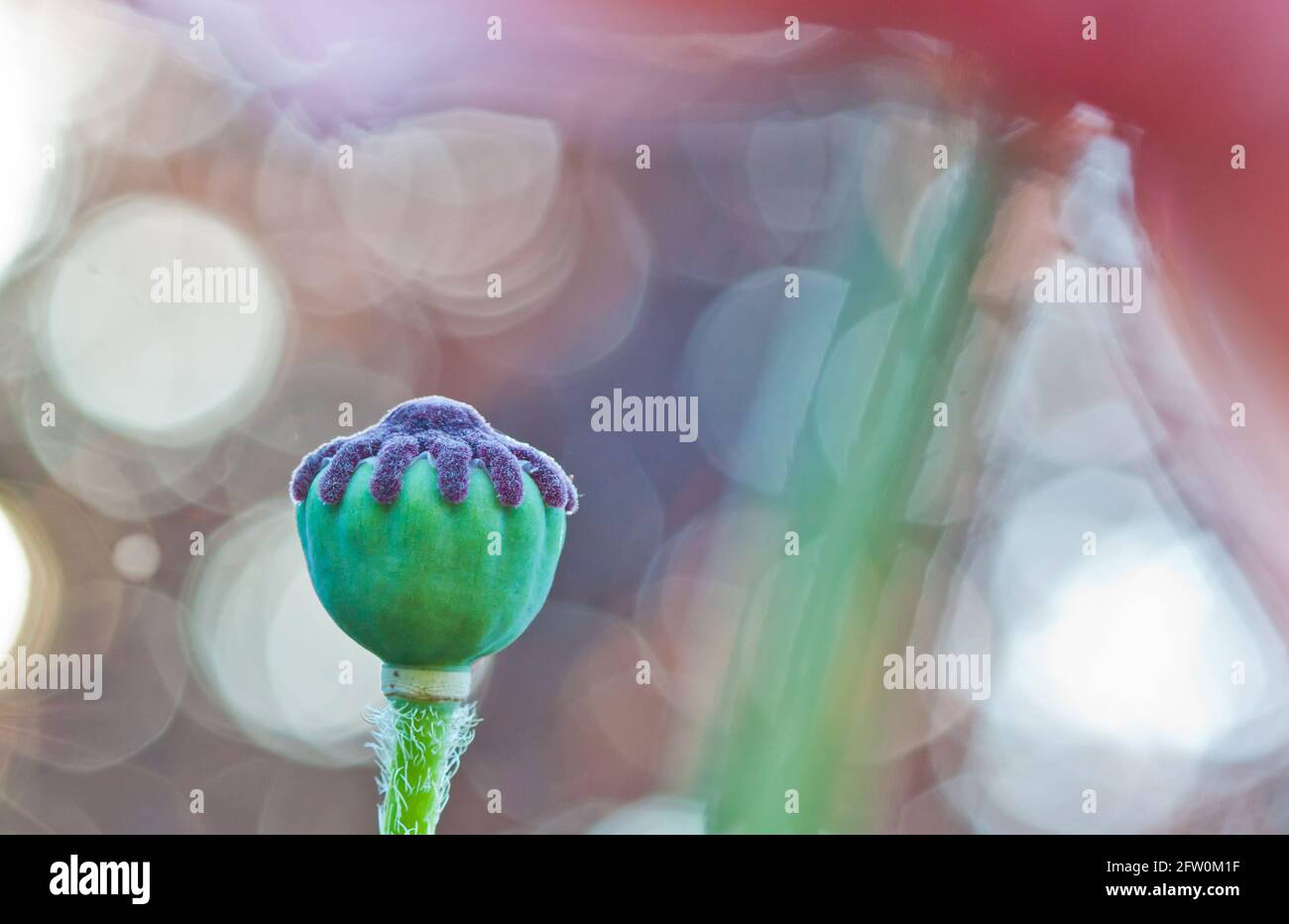 Poppycock hi-res stock photography and images - Alamy