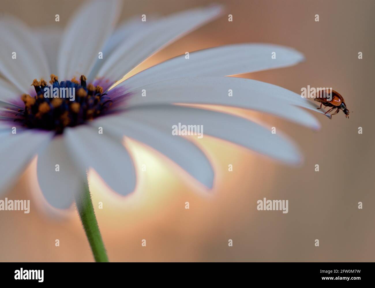Jump daisy hi-res stock photography and images - Alamy