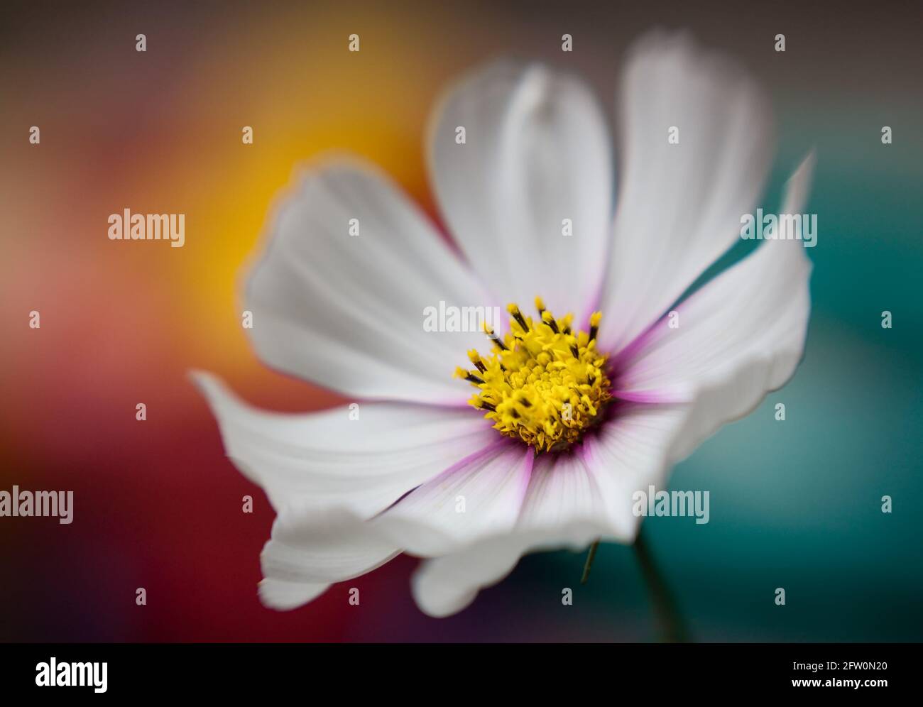 Colours of the Cosmos Stock Photo - Alamy