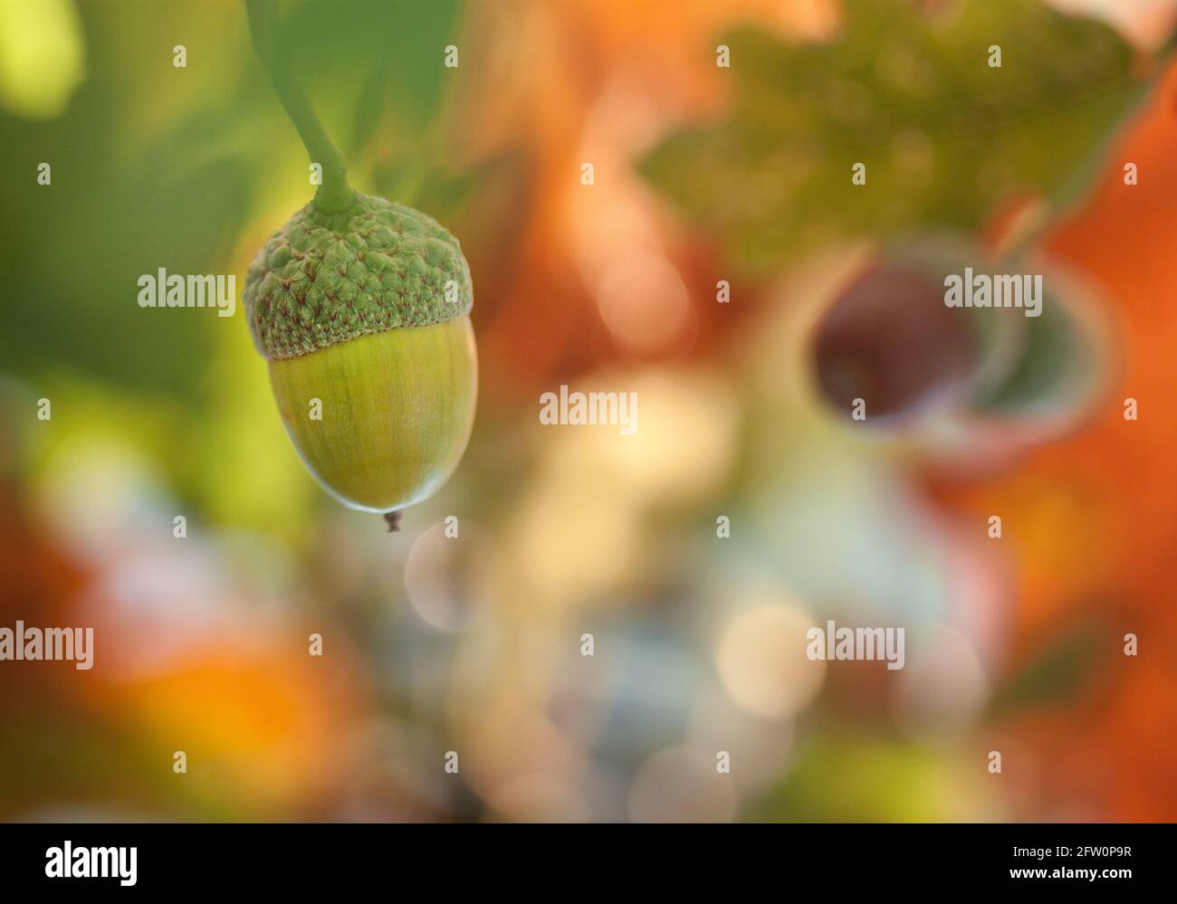 Acorn orange hi-res stock photography and images - Alamy