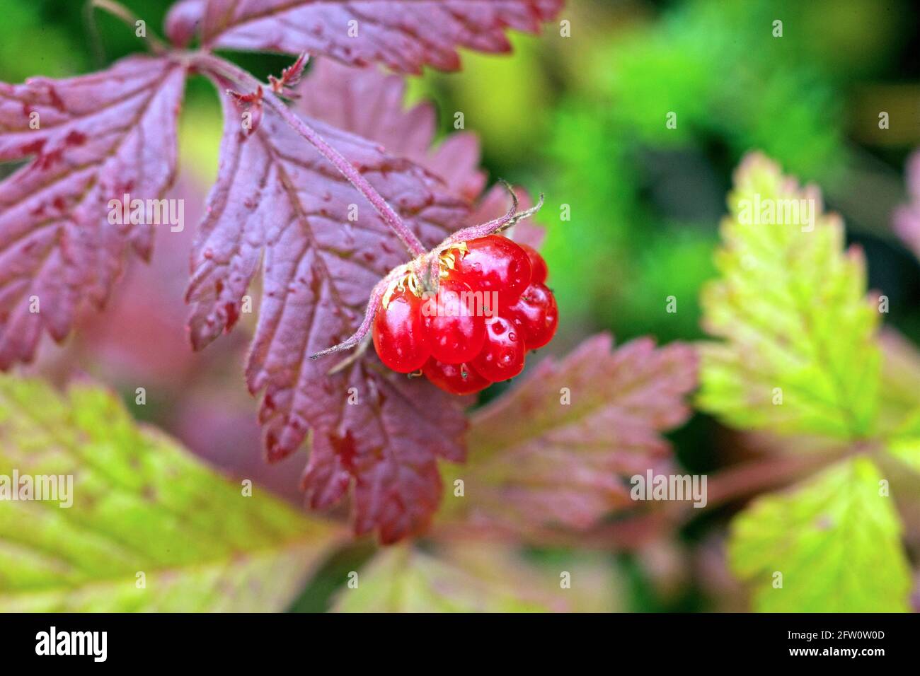 Arctic bramble hi-res stock photography and images - Alamy