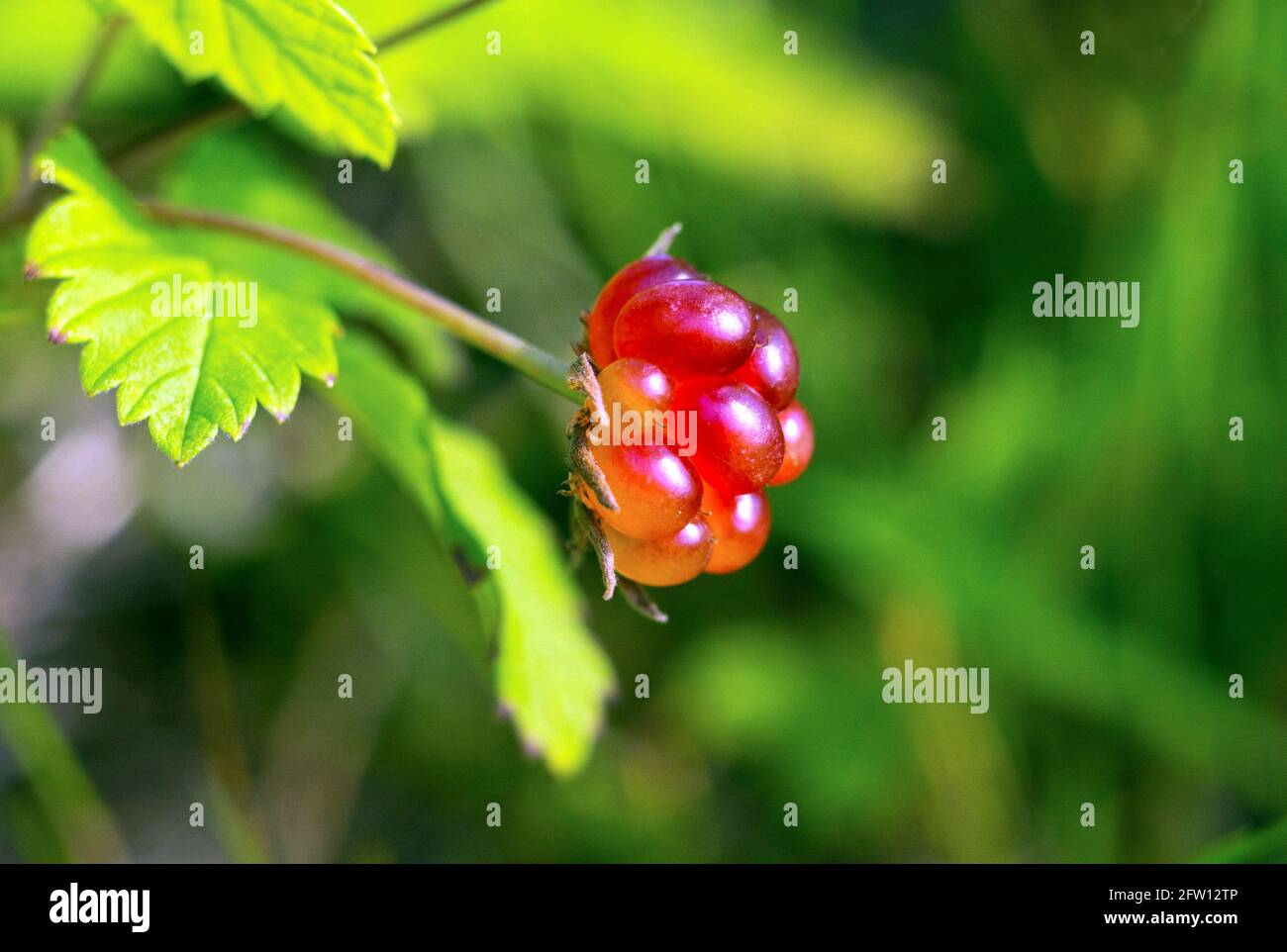 Arctic Bramble (Rubus arcticus) Photo: Bengt Ekman / TT / code 2706 ...