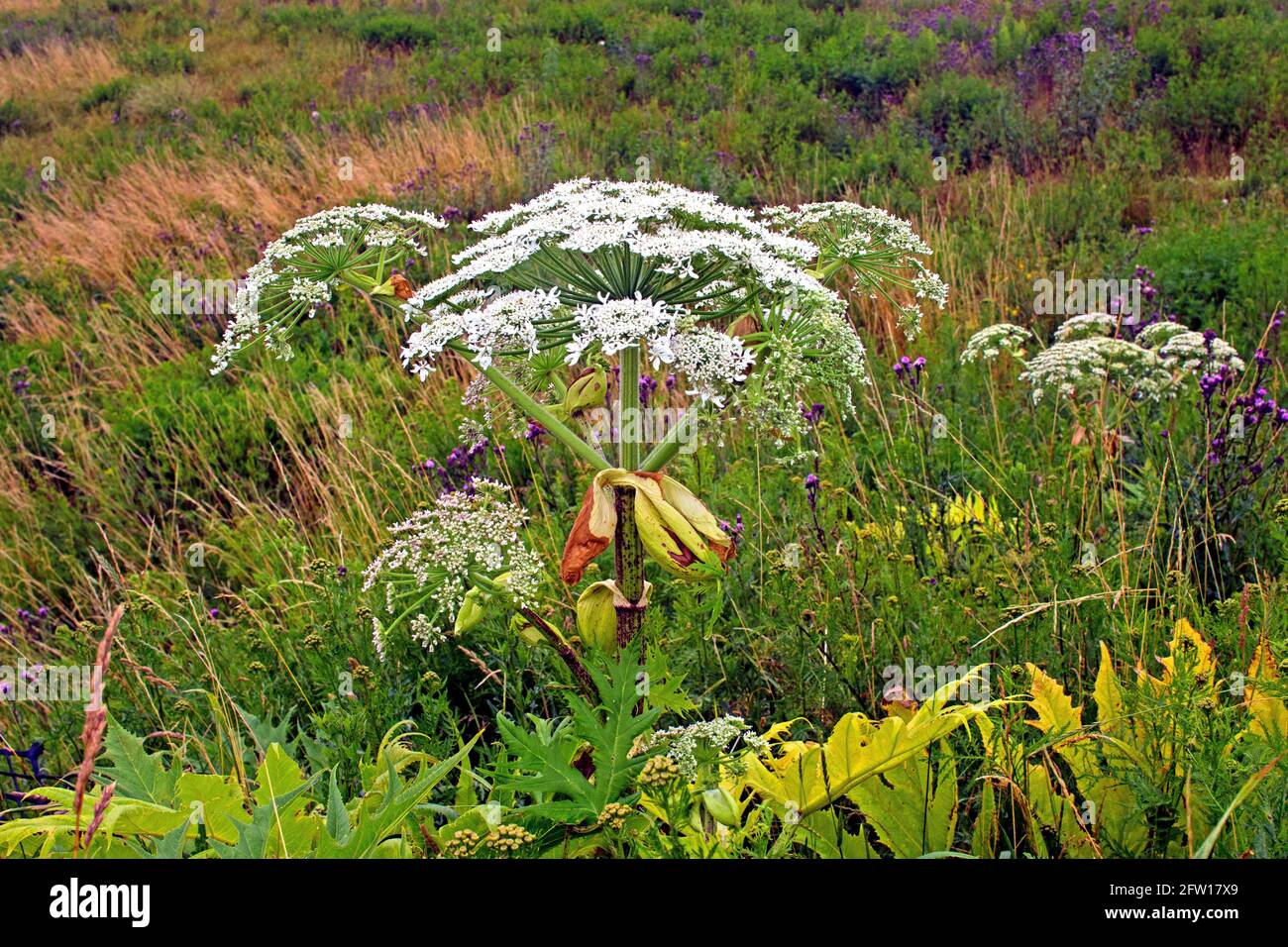 Giant Hogweed (Heracleum mantegazzianum) Photo: Bengt Ekman / TT / code ...
