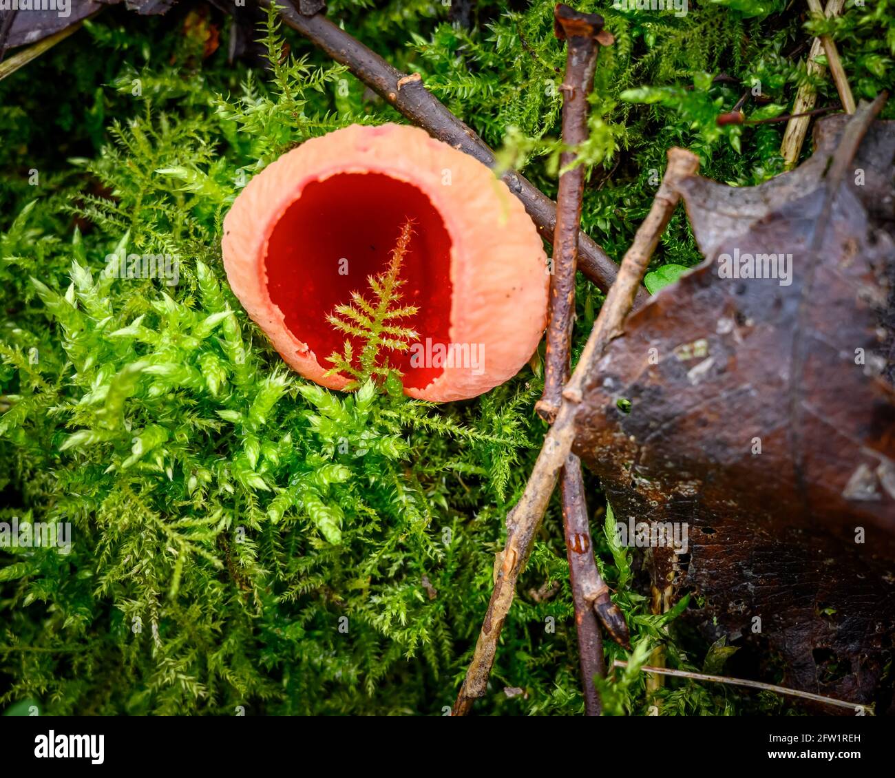 Scarlet elfcup fungi, Sarcoscypha coccinea/Sarcoscypha austriaca New ...