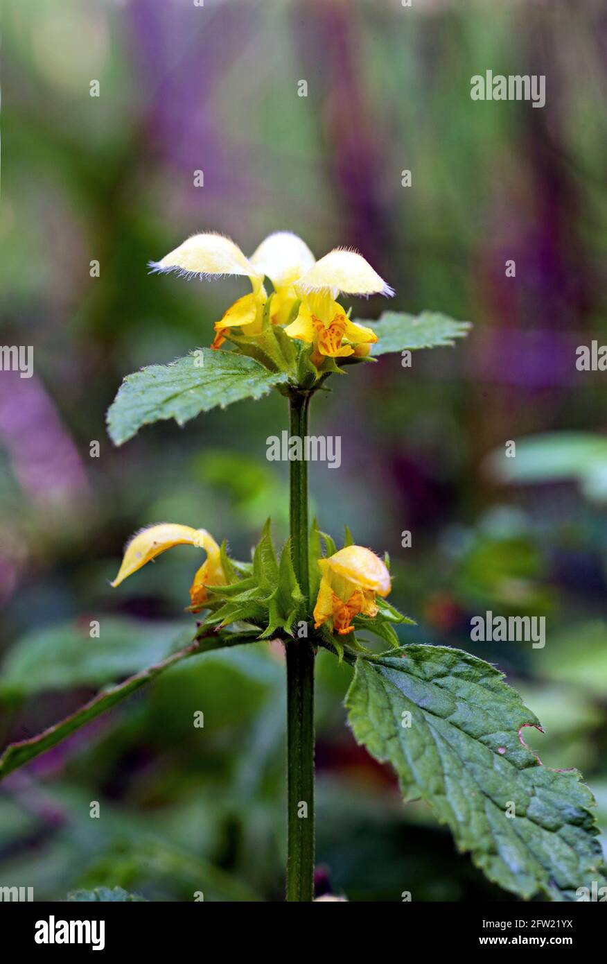 270610110 hi-res stock photography and images - Alamy