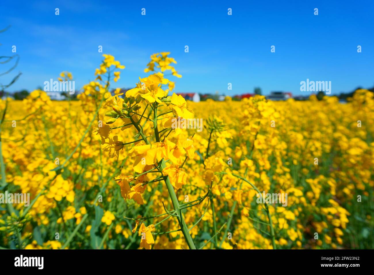 beautiful yellow flower field Stock Photo - Alamy