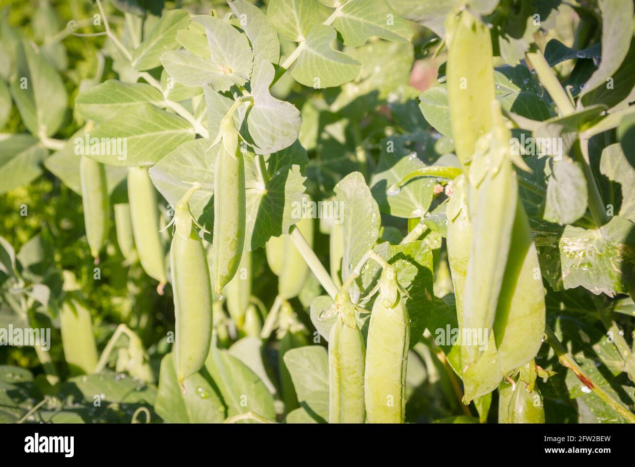 Planting peas in garden bed hi-res stock photography and images - Alamy