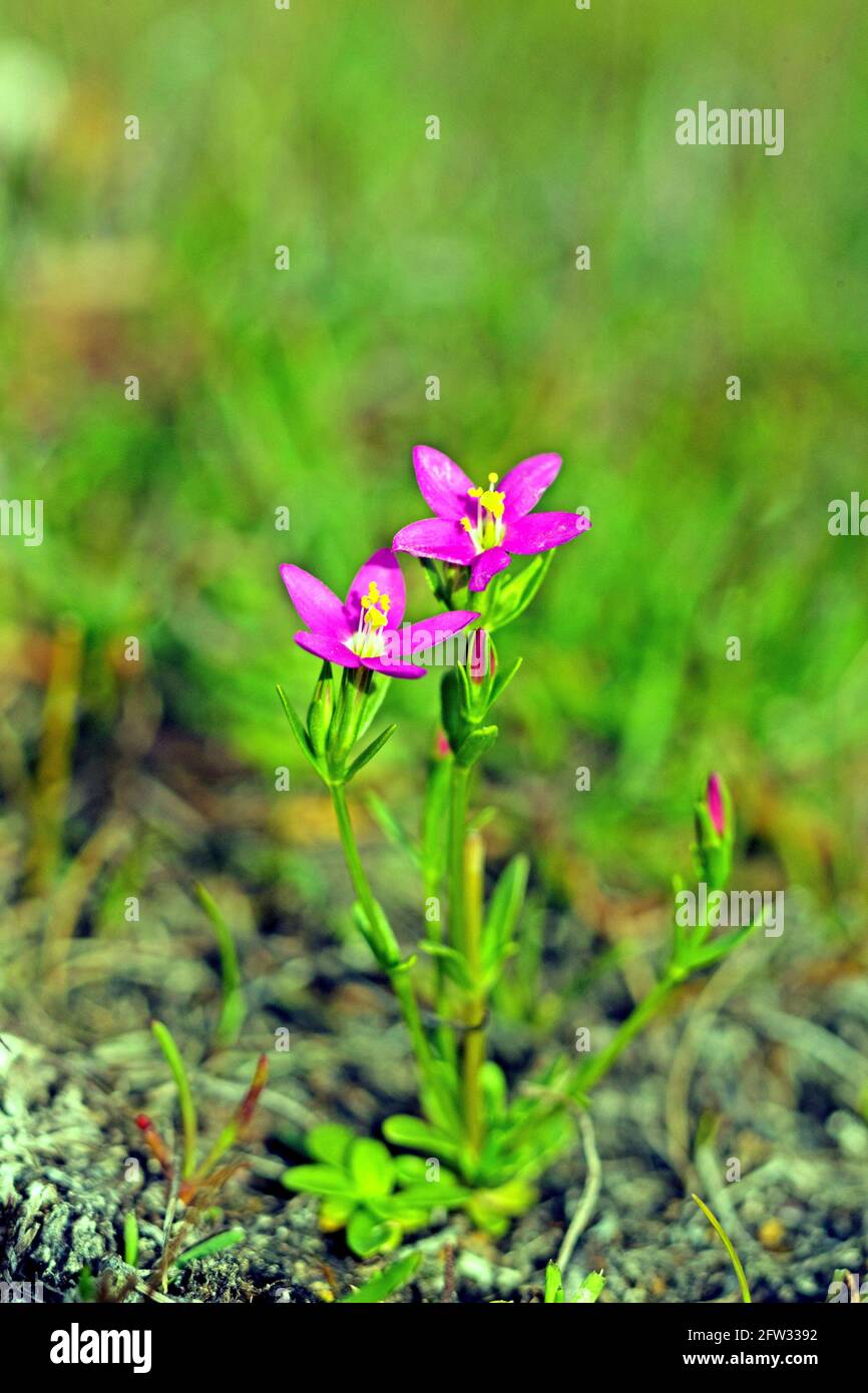Lesser Centaury (Centauriuym pulchellum) Photo: Bengt Ekman / TT / code ...