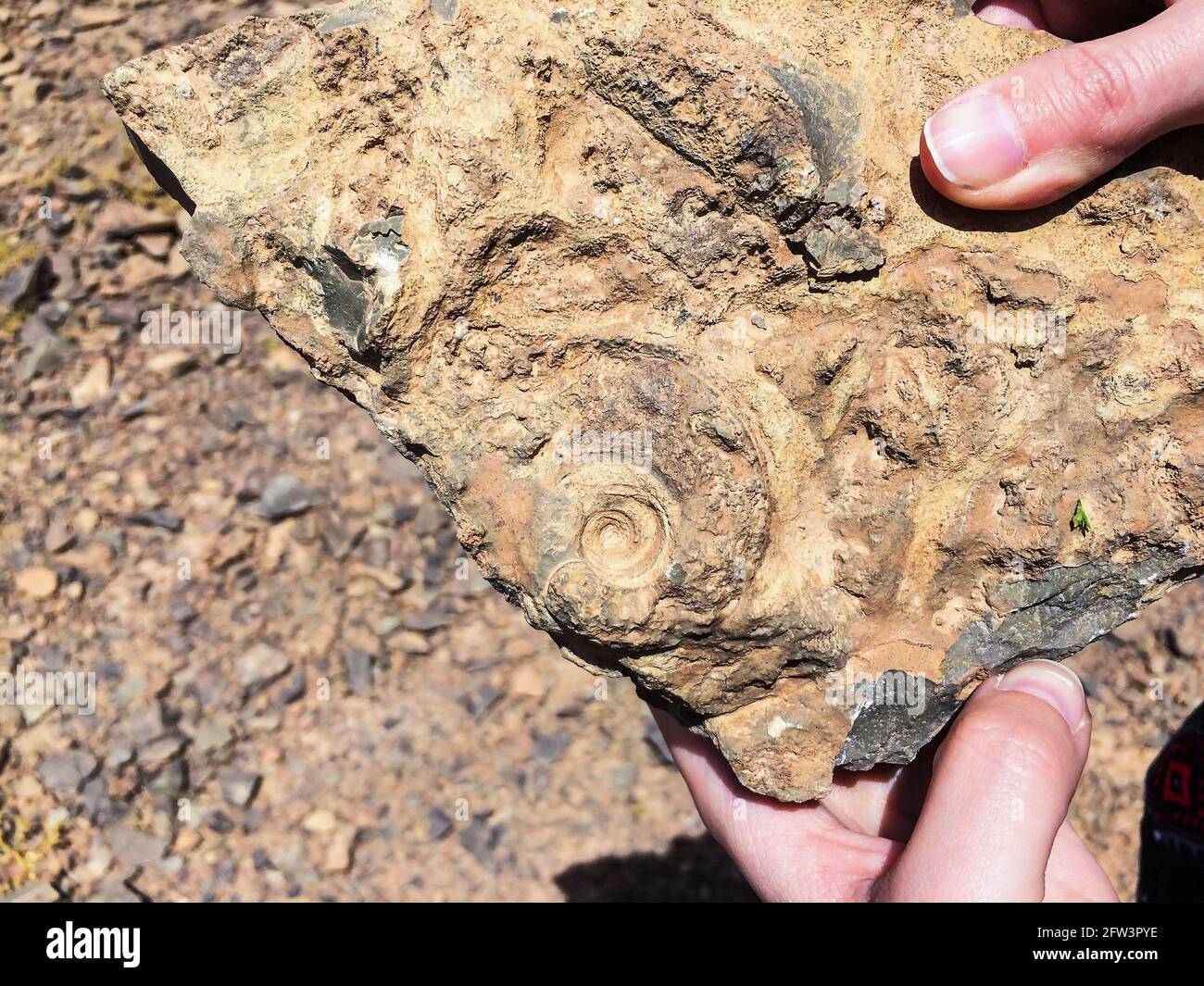 Ammonoidea hi-res stock photography and images - Alamy