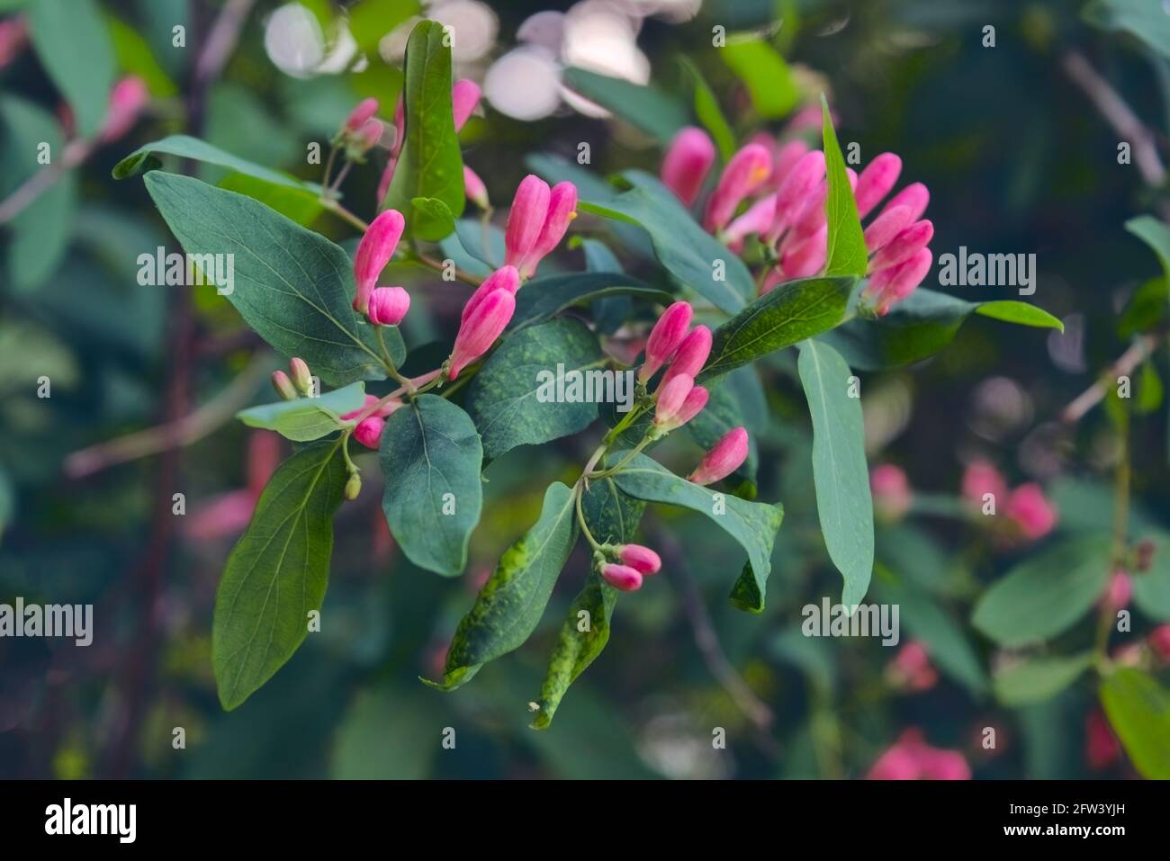 Frangula alnus flowering bush, blooming white flower close up detail ...