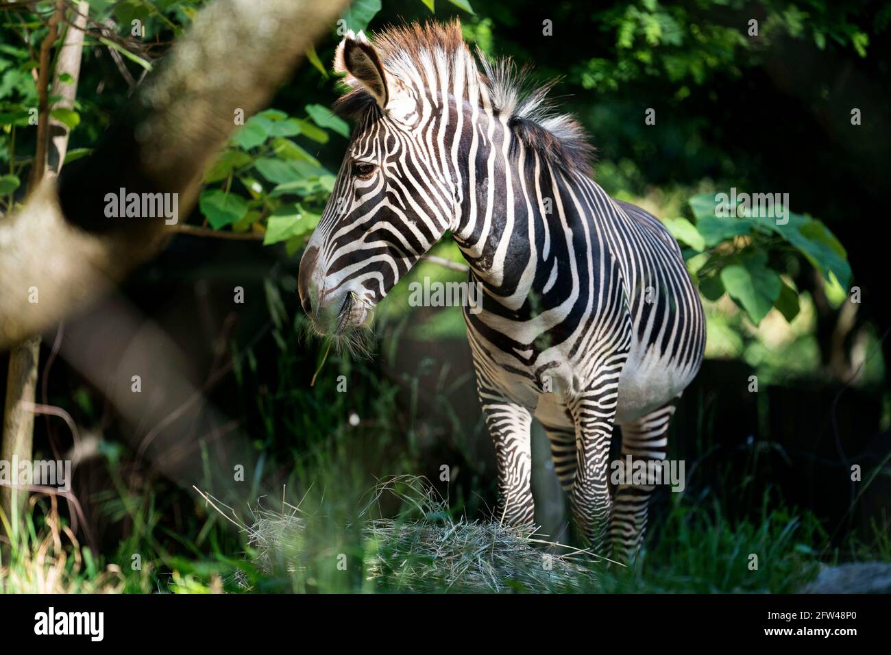 Washington, USA. 21st May, 2021. Photo taken on May 21, 2021 shows a ...