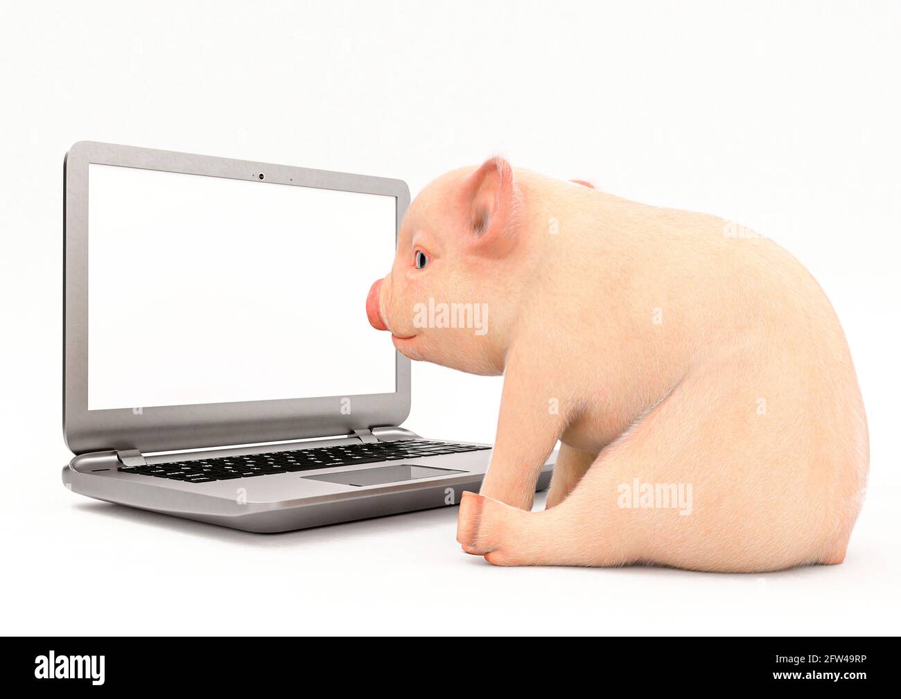 piglet cartoon is working on laptop, 3d illustration Stock Photo - Alamy