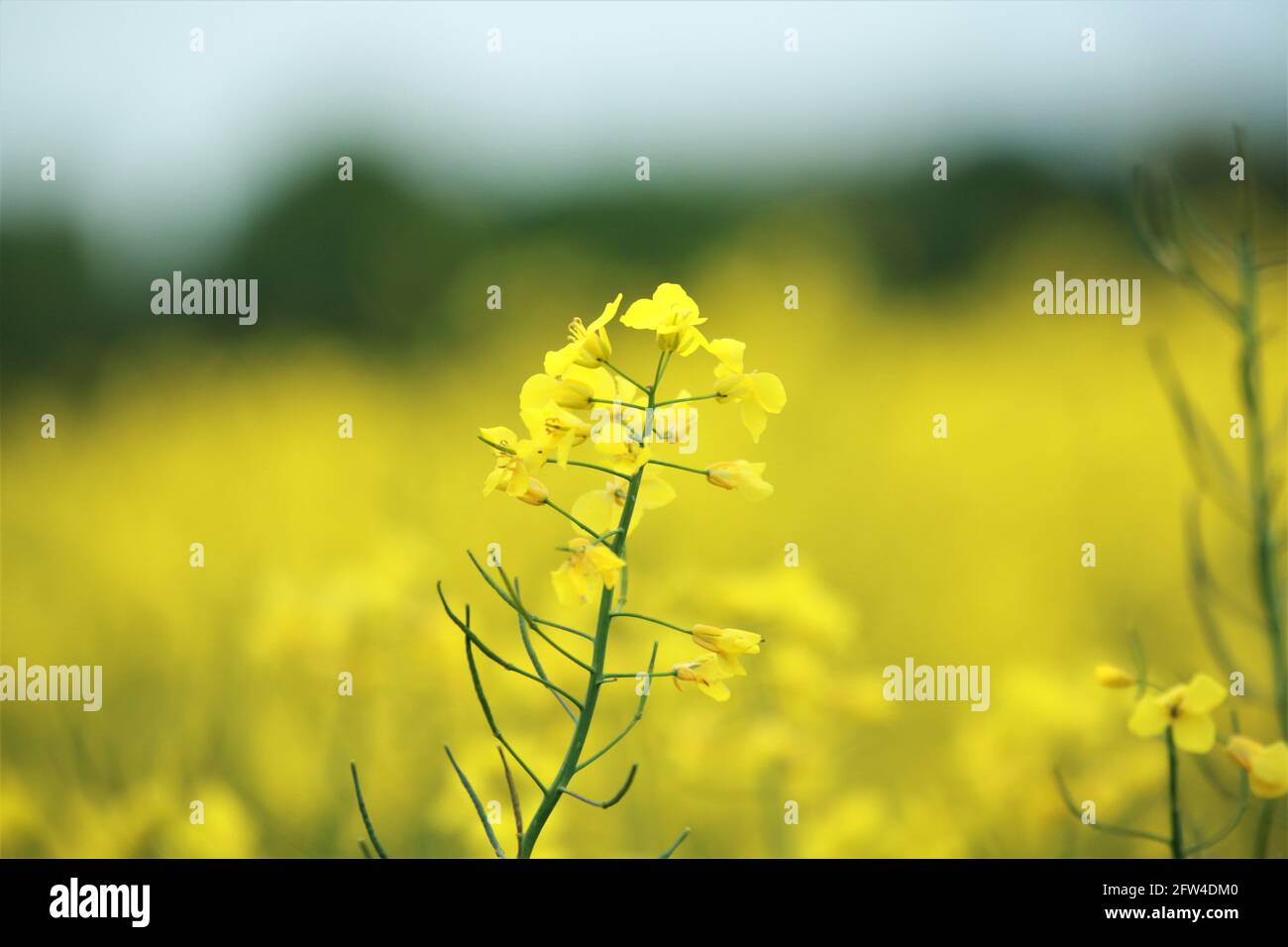 Rapeseed blossom hi-res stock photography and images - Alamy