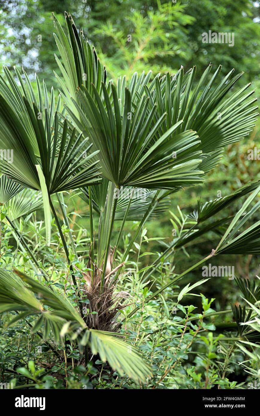 Exotic palm tree during sunny day Stock Photo - Alamy